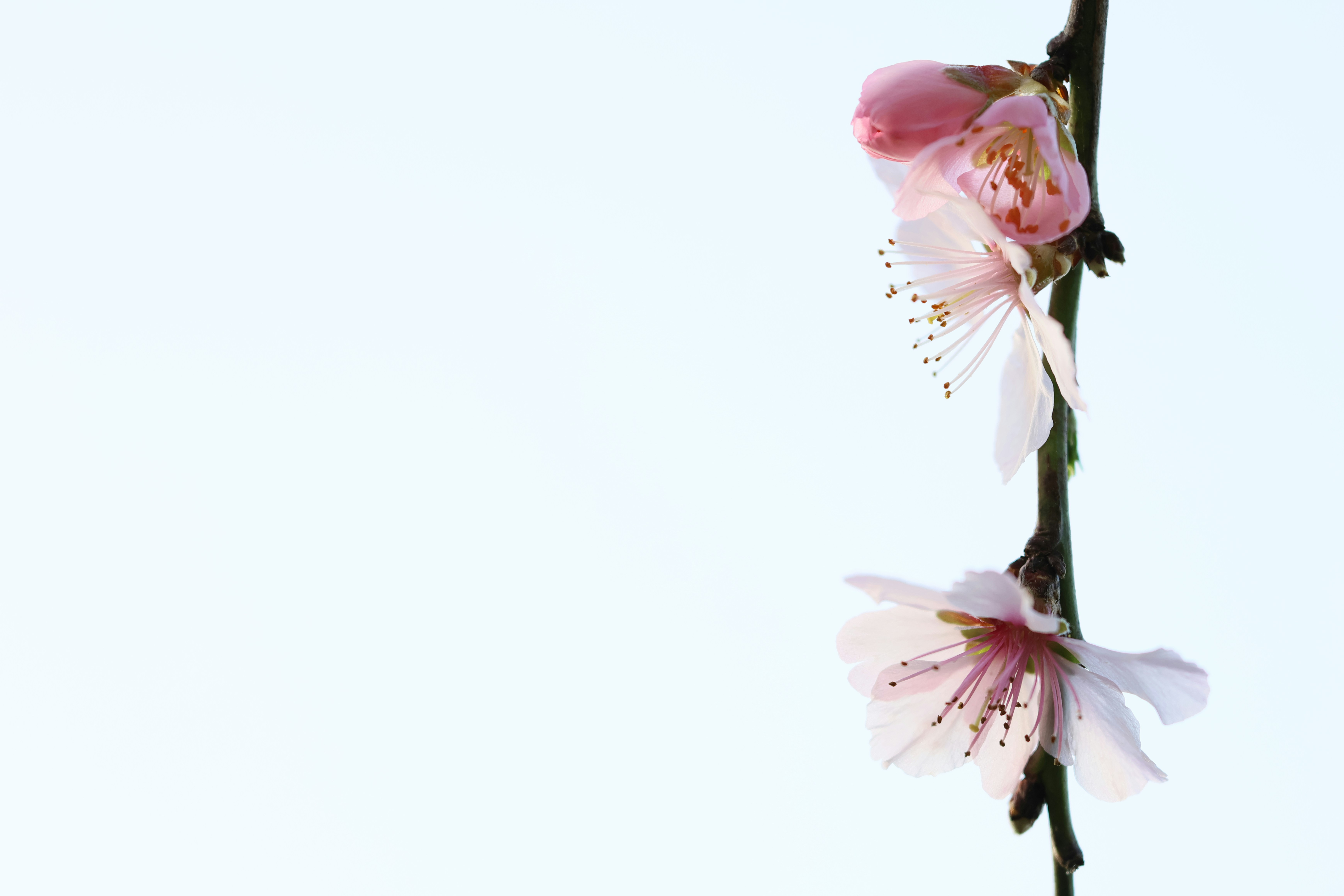 I captured these cherry blossoms in the soft light of a sunset during dusty days. The light shines through the petals making the pink petals appear glowing, just like a little lantern. (1/2, horzontal)