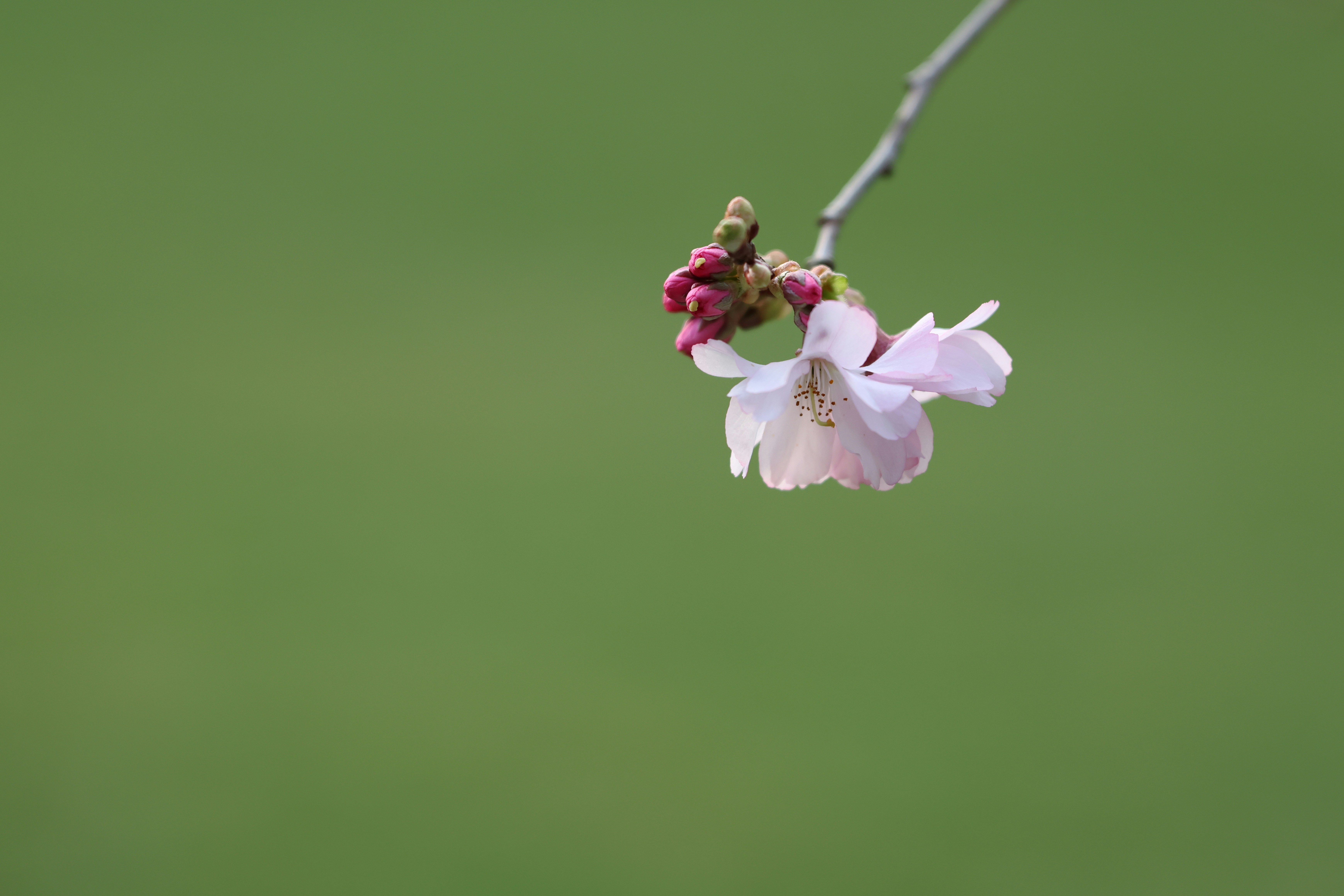 Blossom on a Waver: A Delicate Pink Petal Against Green Silence