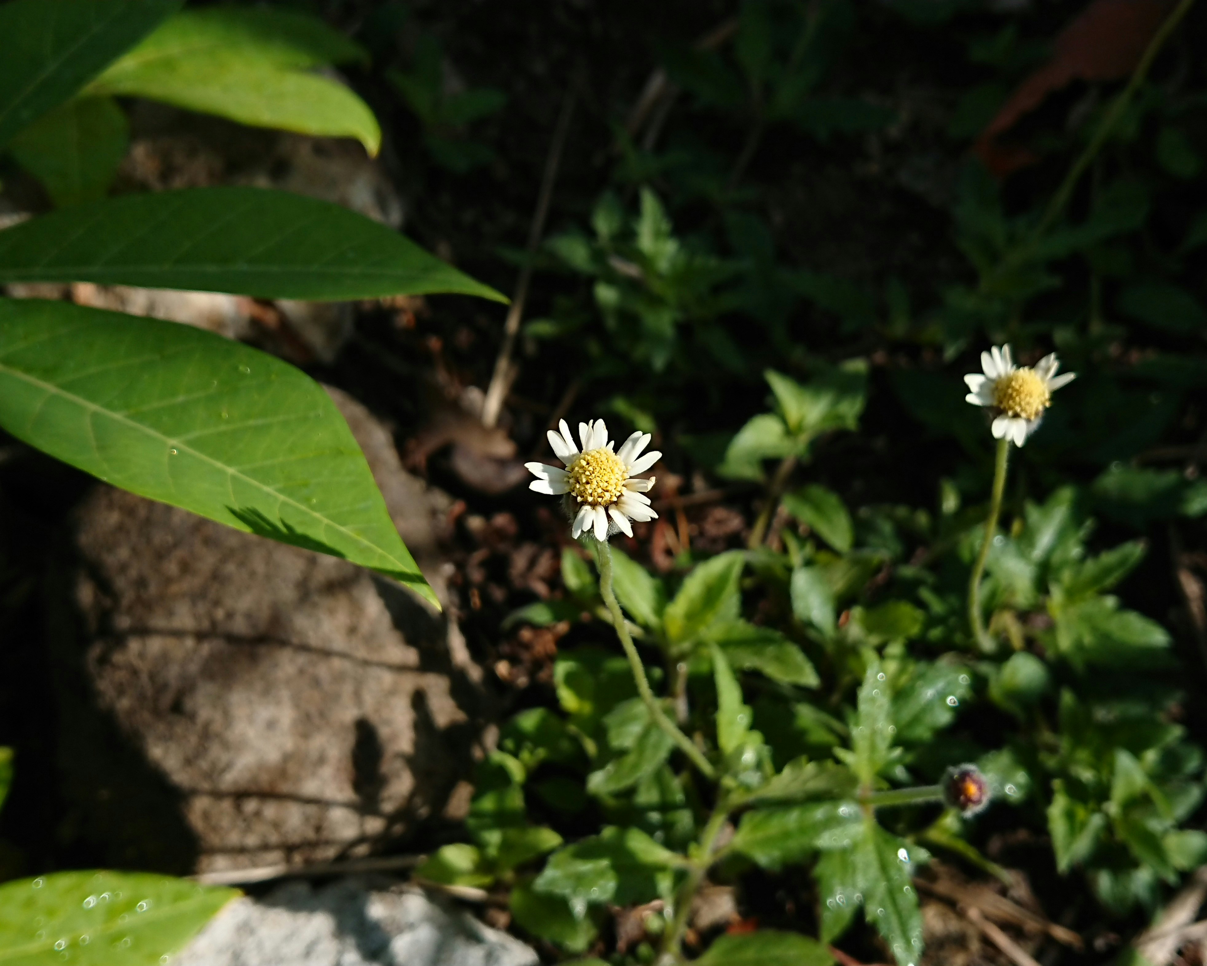 Two small white flowers bloom in green foliage.