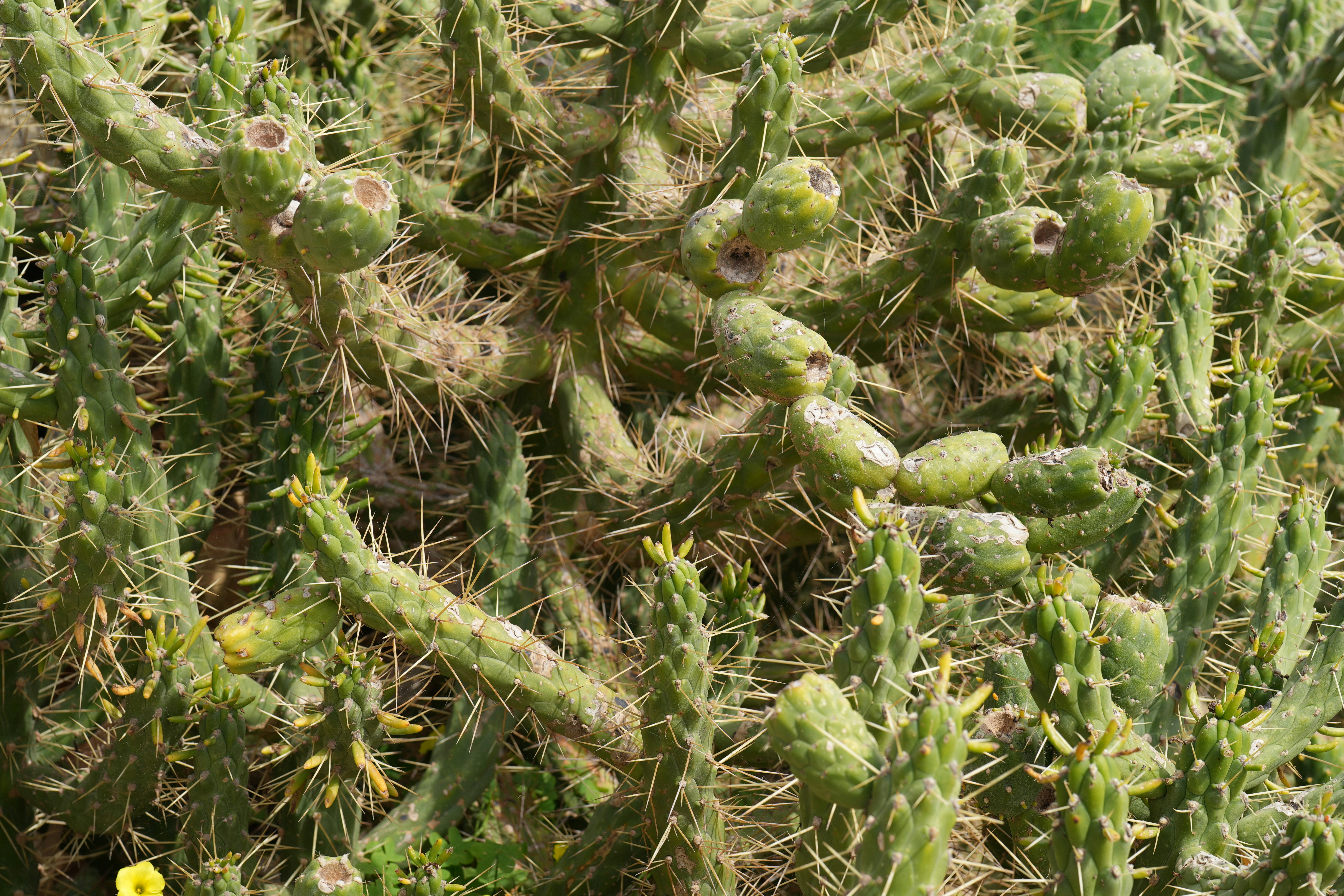 Close-Knit Cactus Spines: A Dense Thicket of Yawning Segments