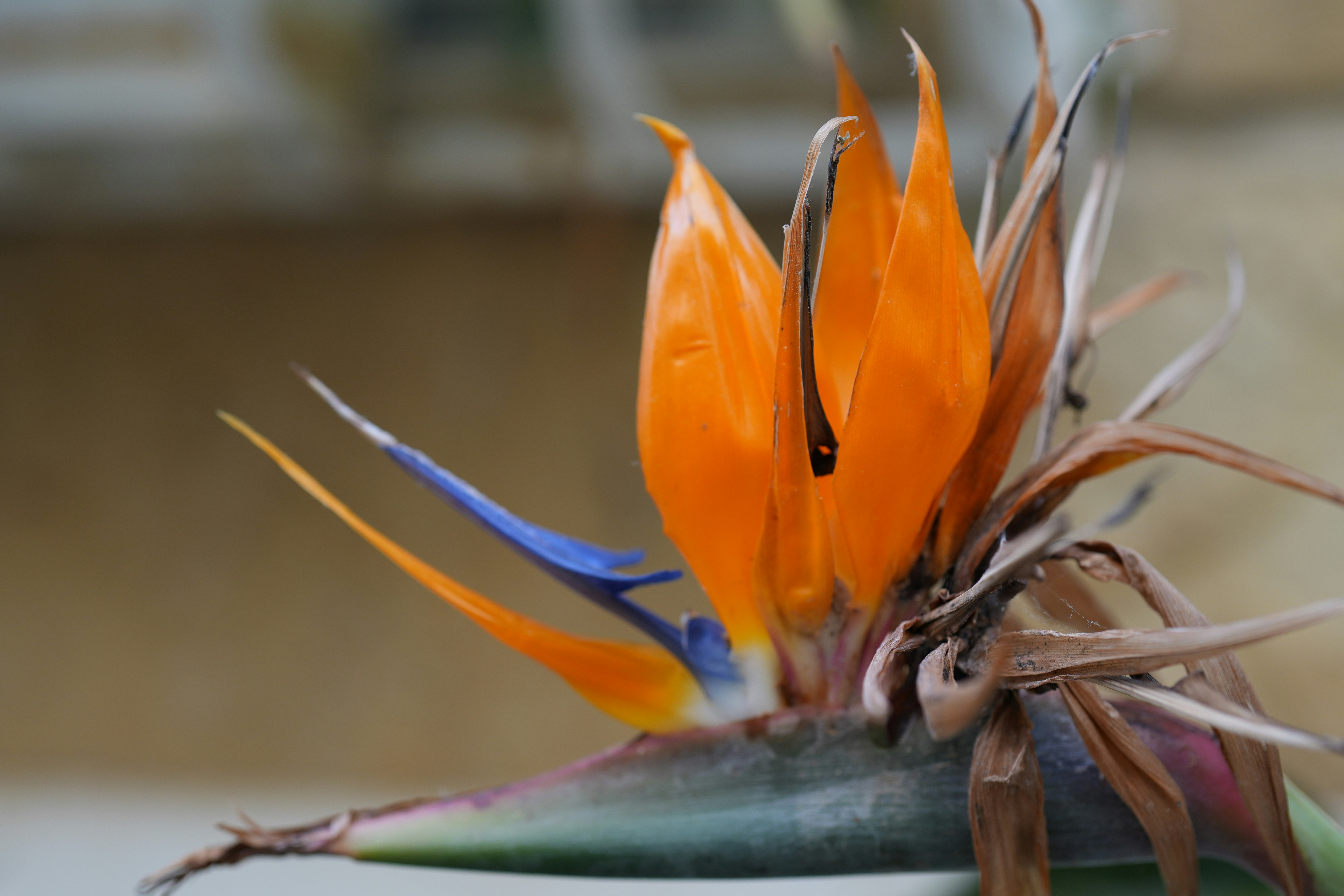Heat of Bloom: Orange and Blue Brilliance of a Bird of Paradise