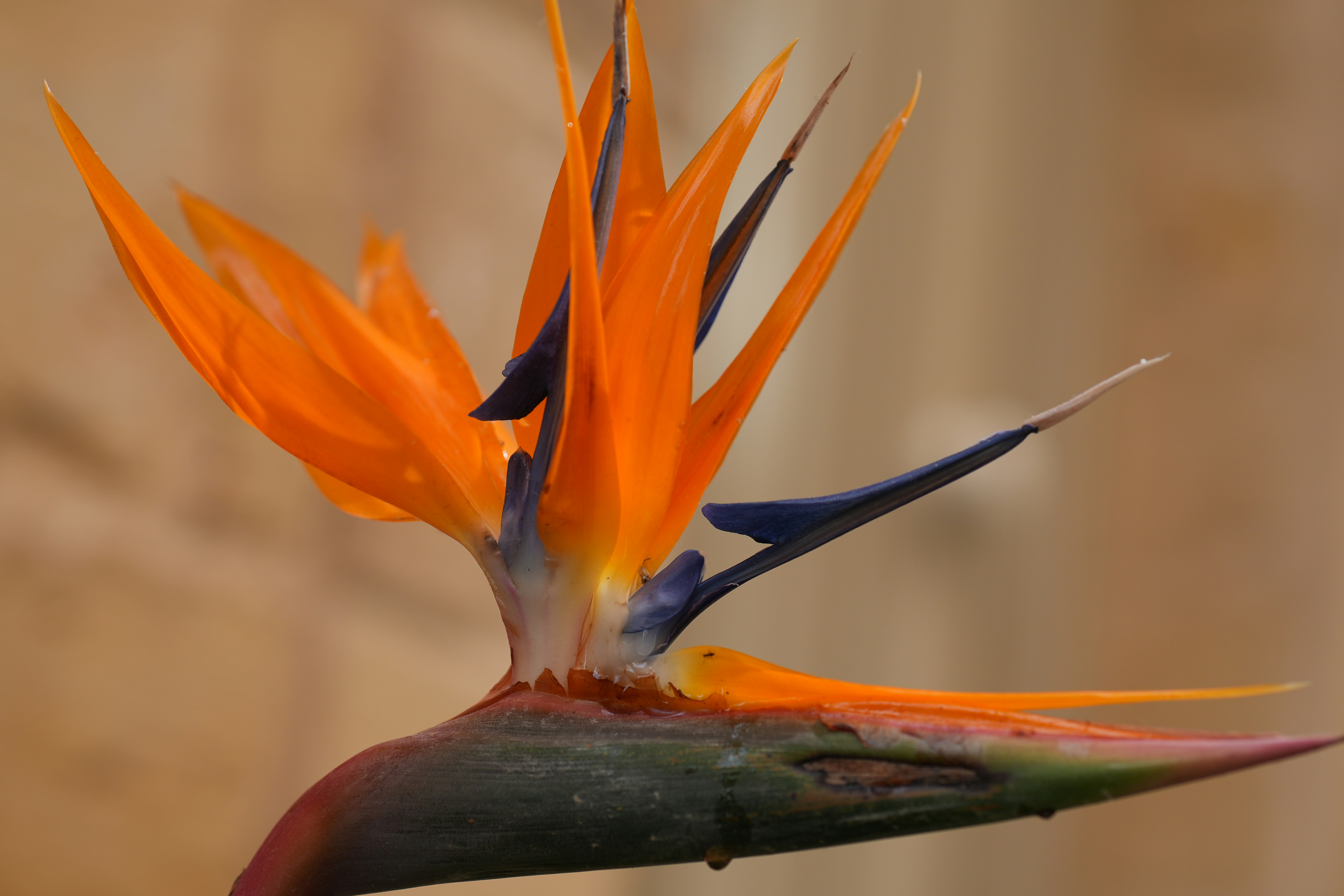 Flight of Fire: a close‑up of a Bird of Paradise bloom