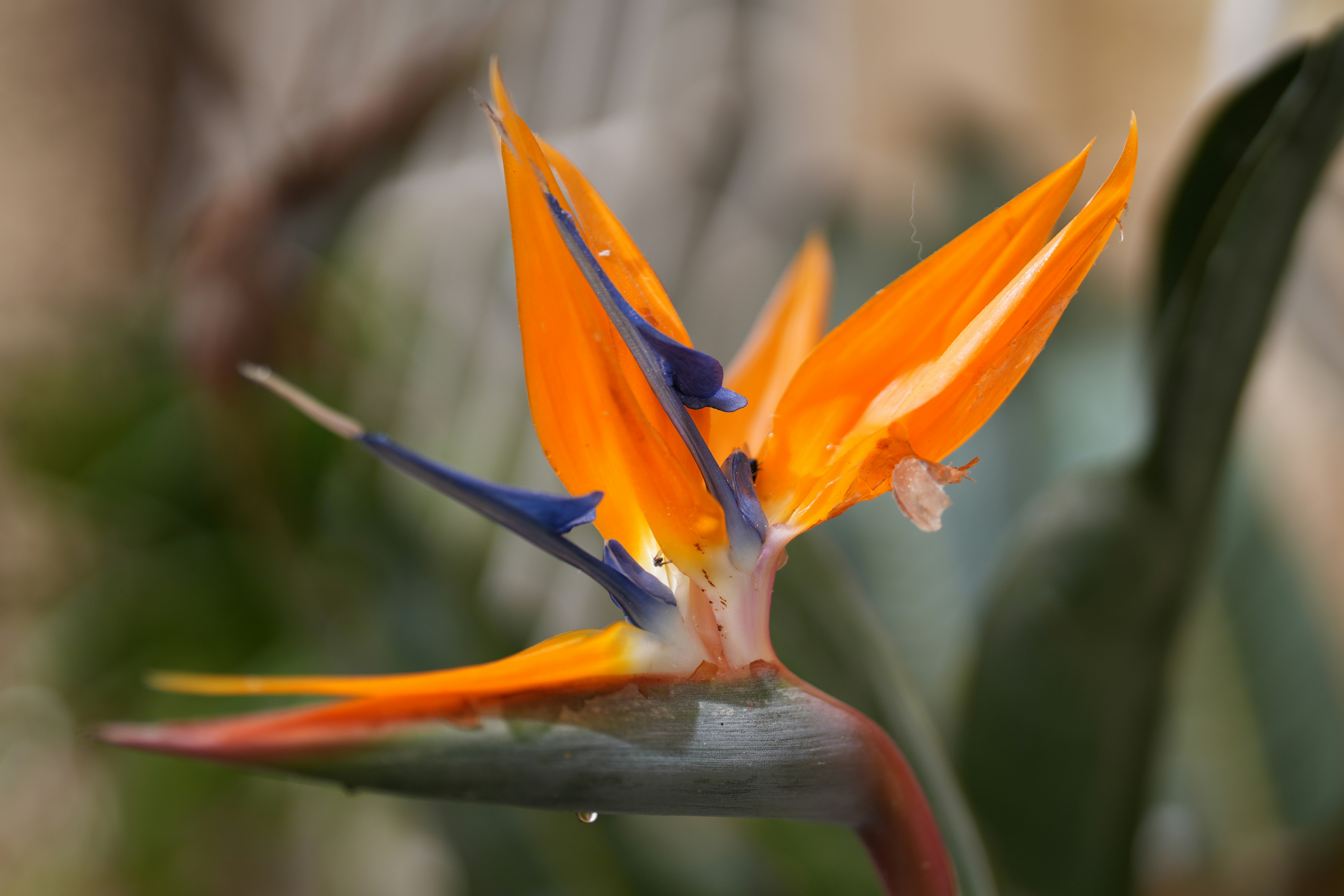 Stamen of Color: A Bird-of-Paradise Blooming in Focus