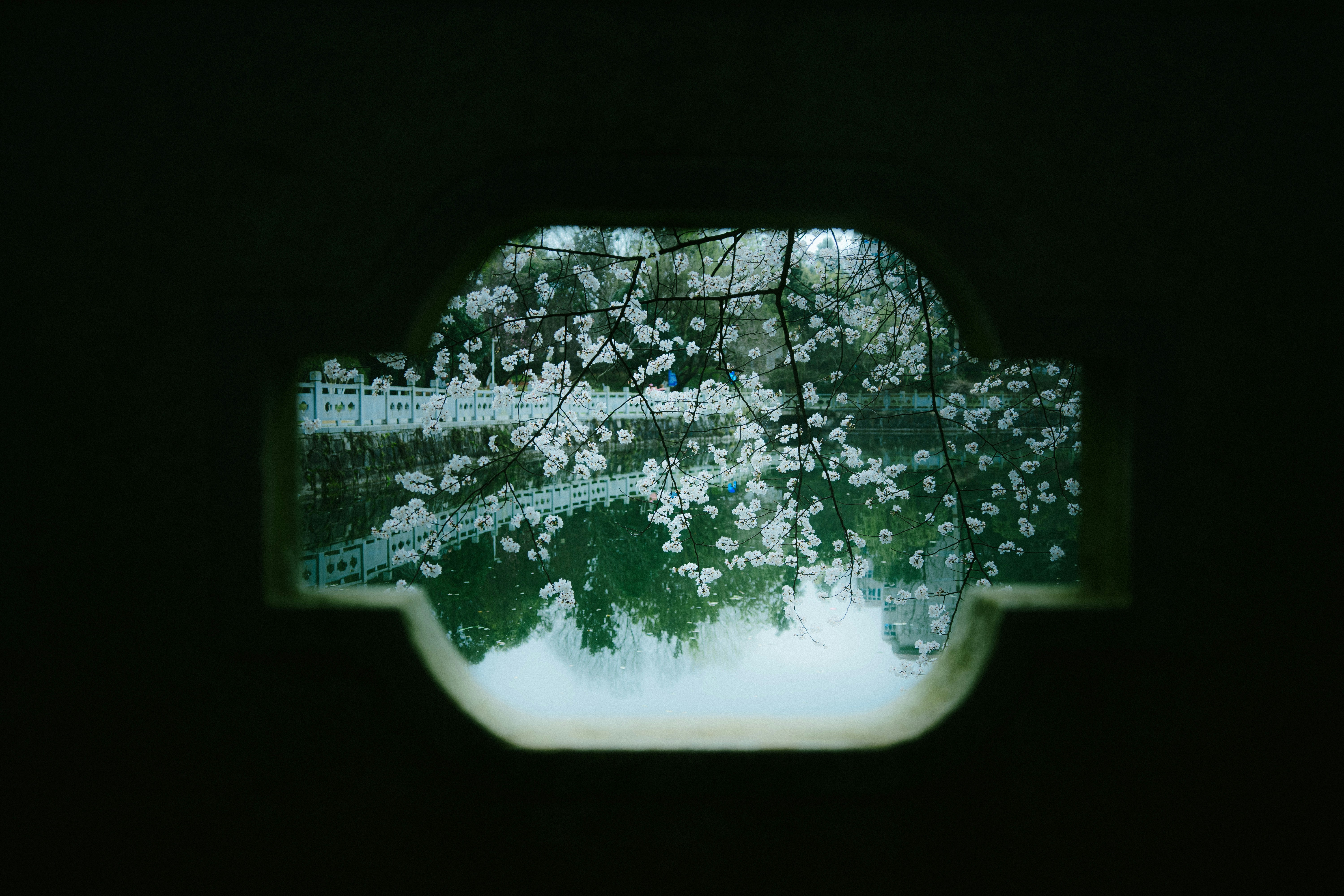 Under-Glass Bloom: A View Through a Dark Window