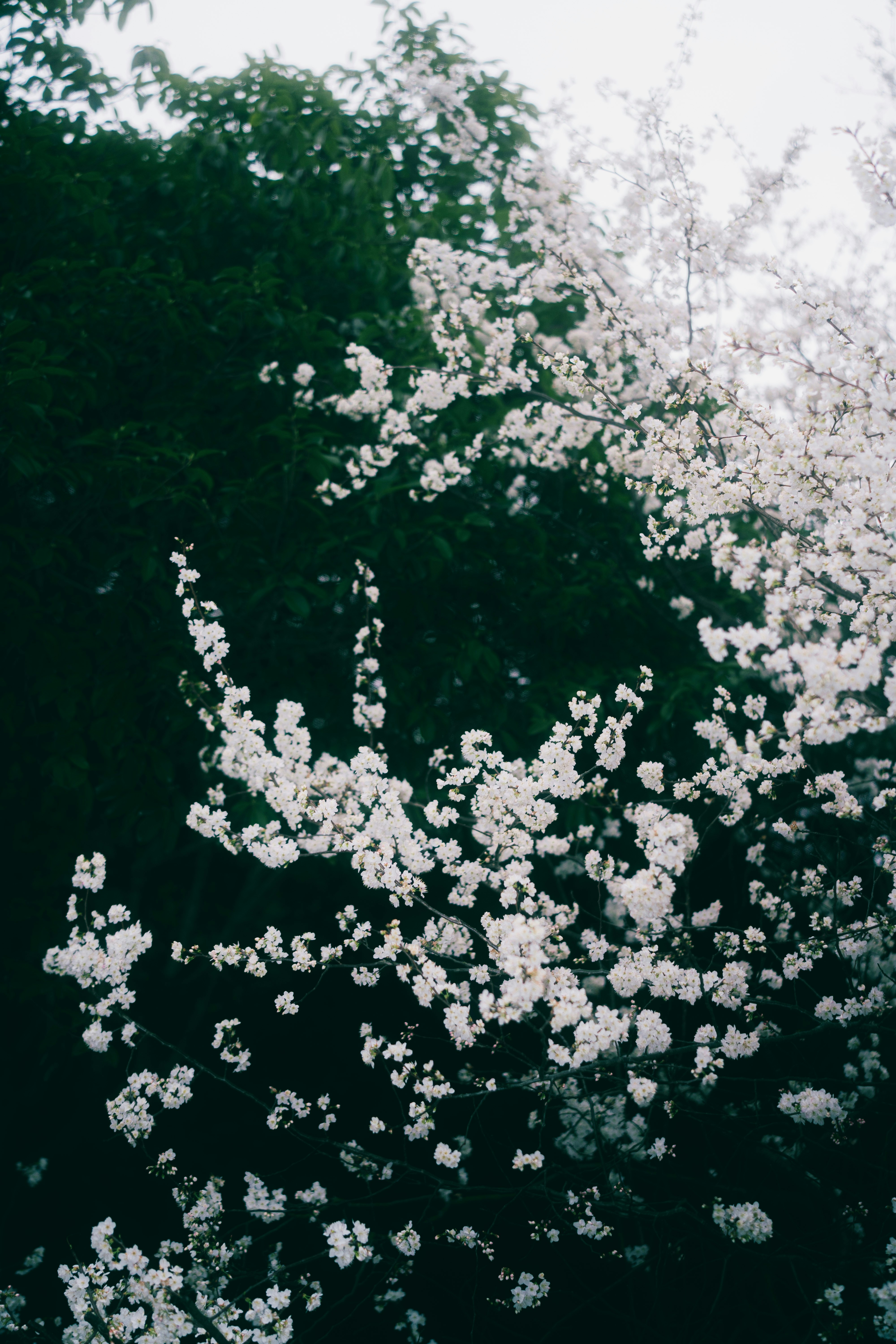 Blossoms in Quiet Contrast