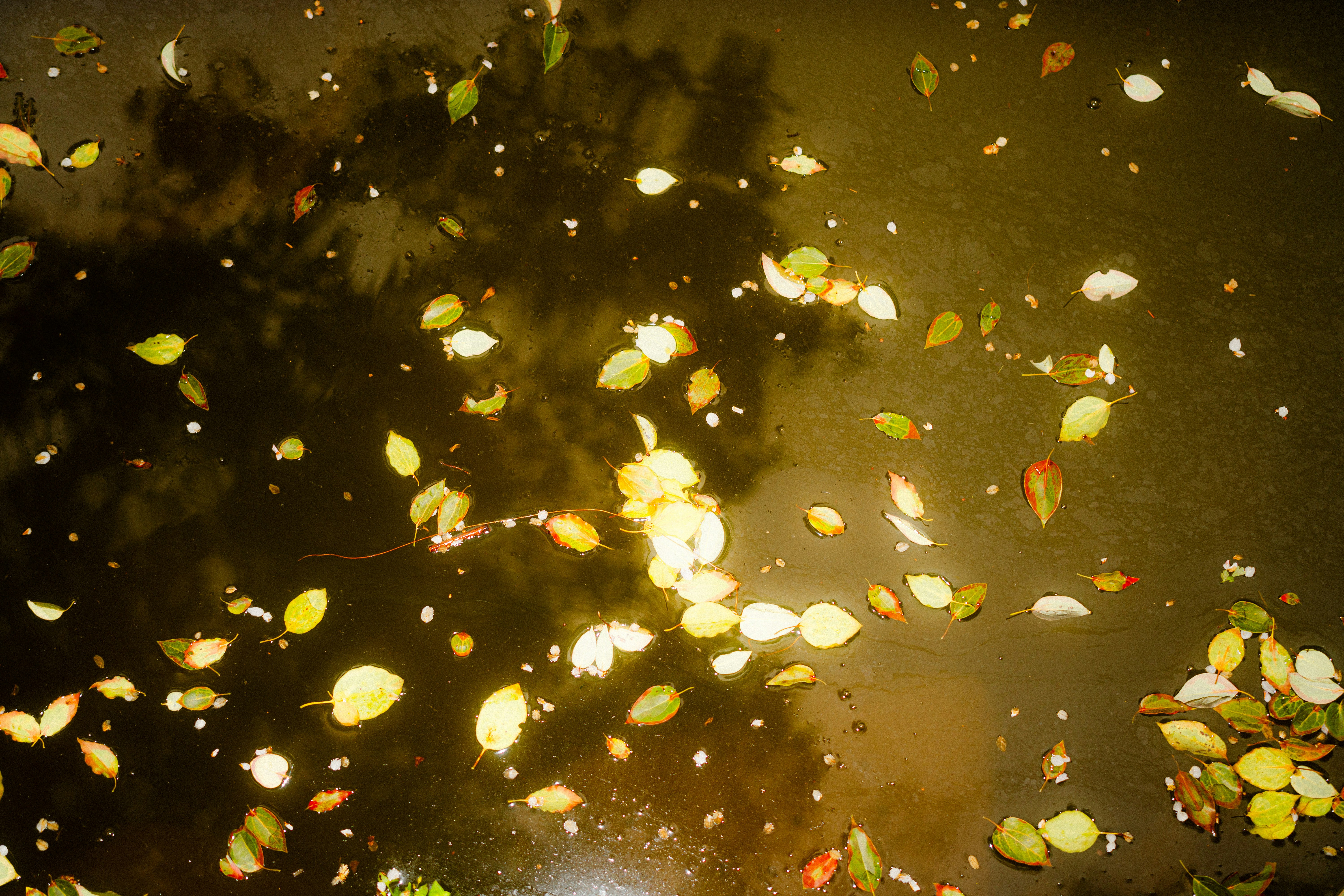 Floating Amber: Autumn Leaves Scatter Across a Reflective Pond