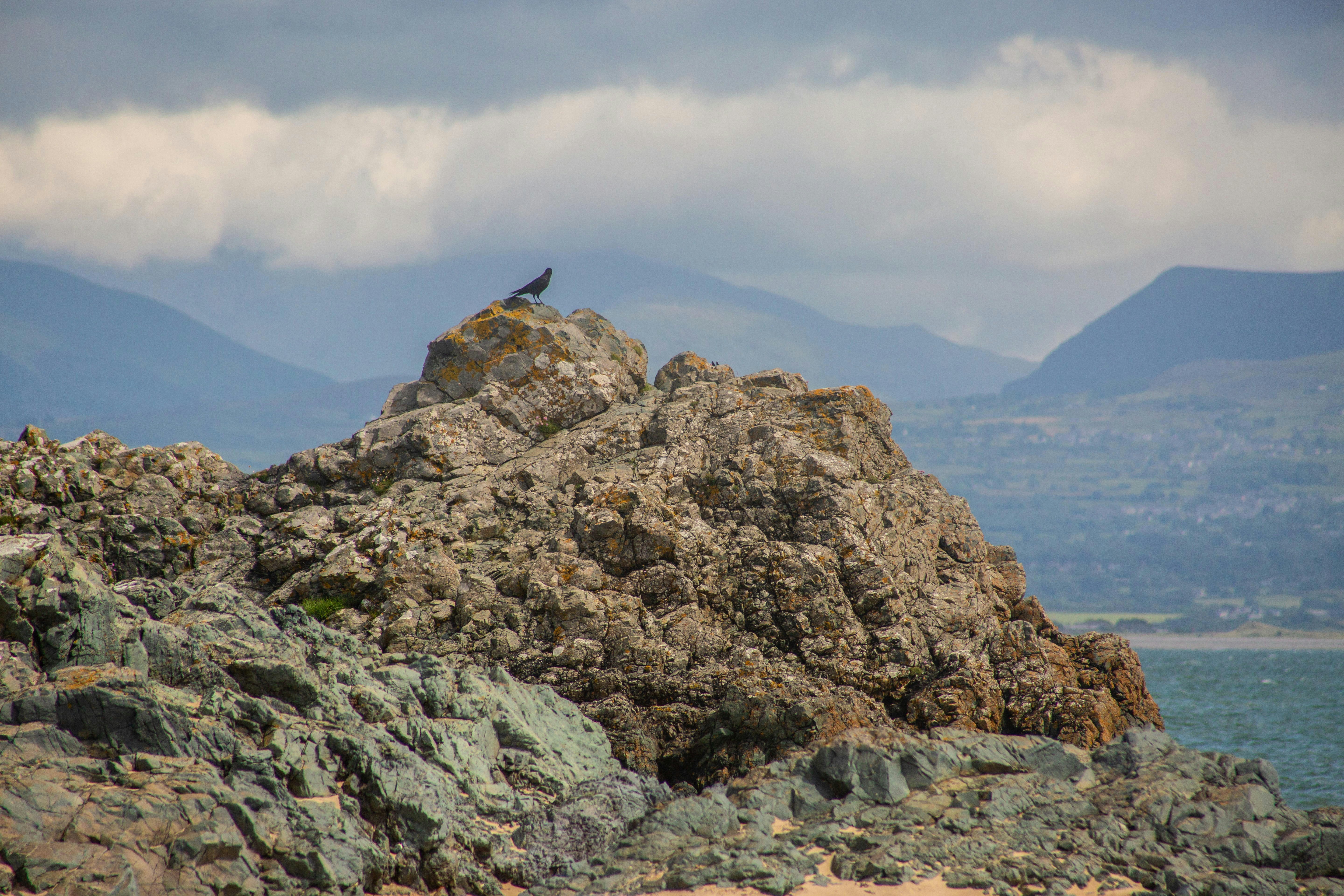 Rook on the Coastal Outcrop: A Lone Sentinel Over Sea and Stone