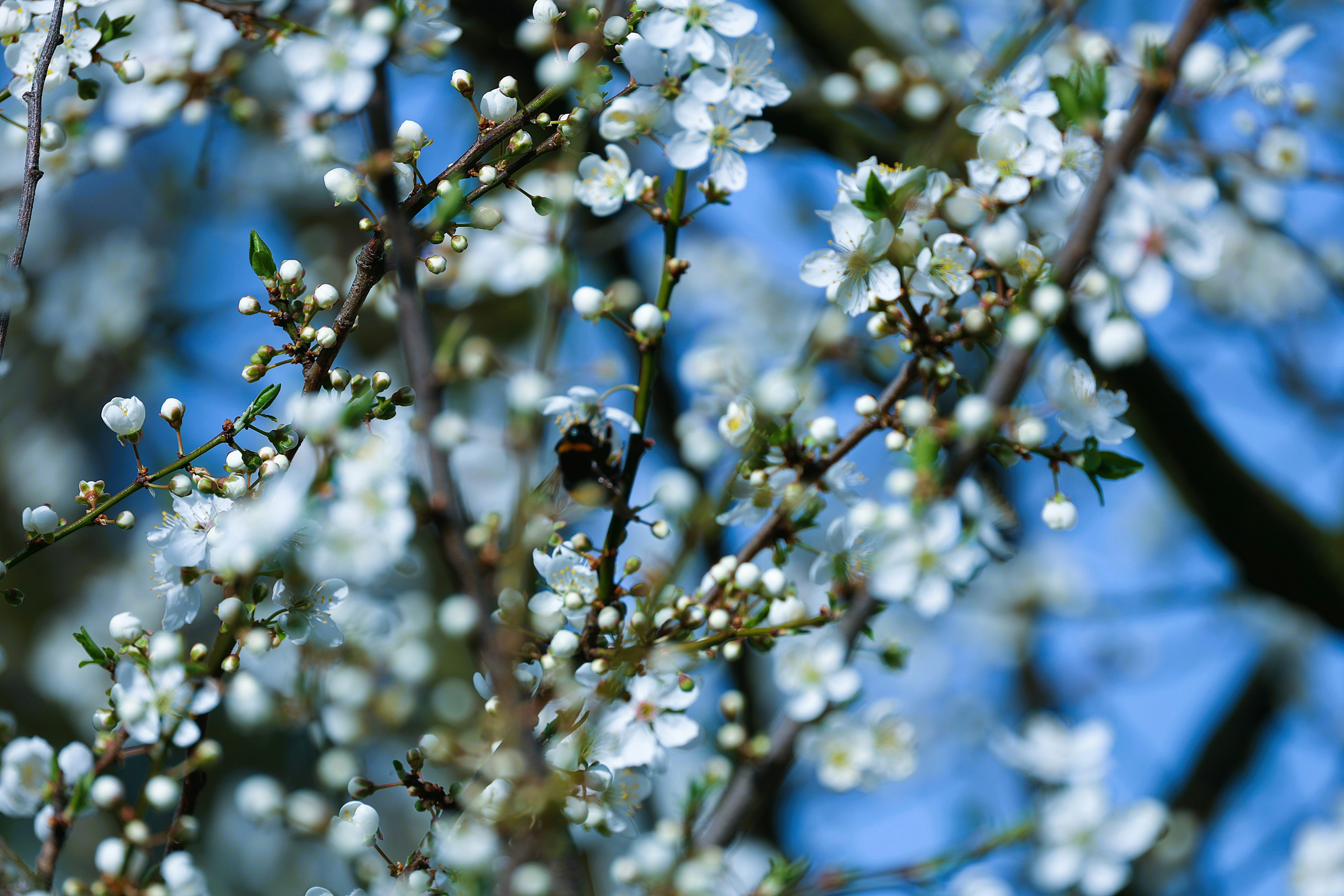 Blossoms in Focus: A Tiny Bee Among White Petals on a Spring Branch