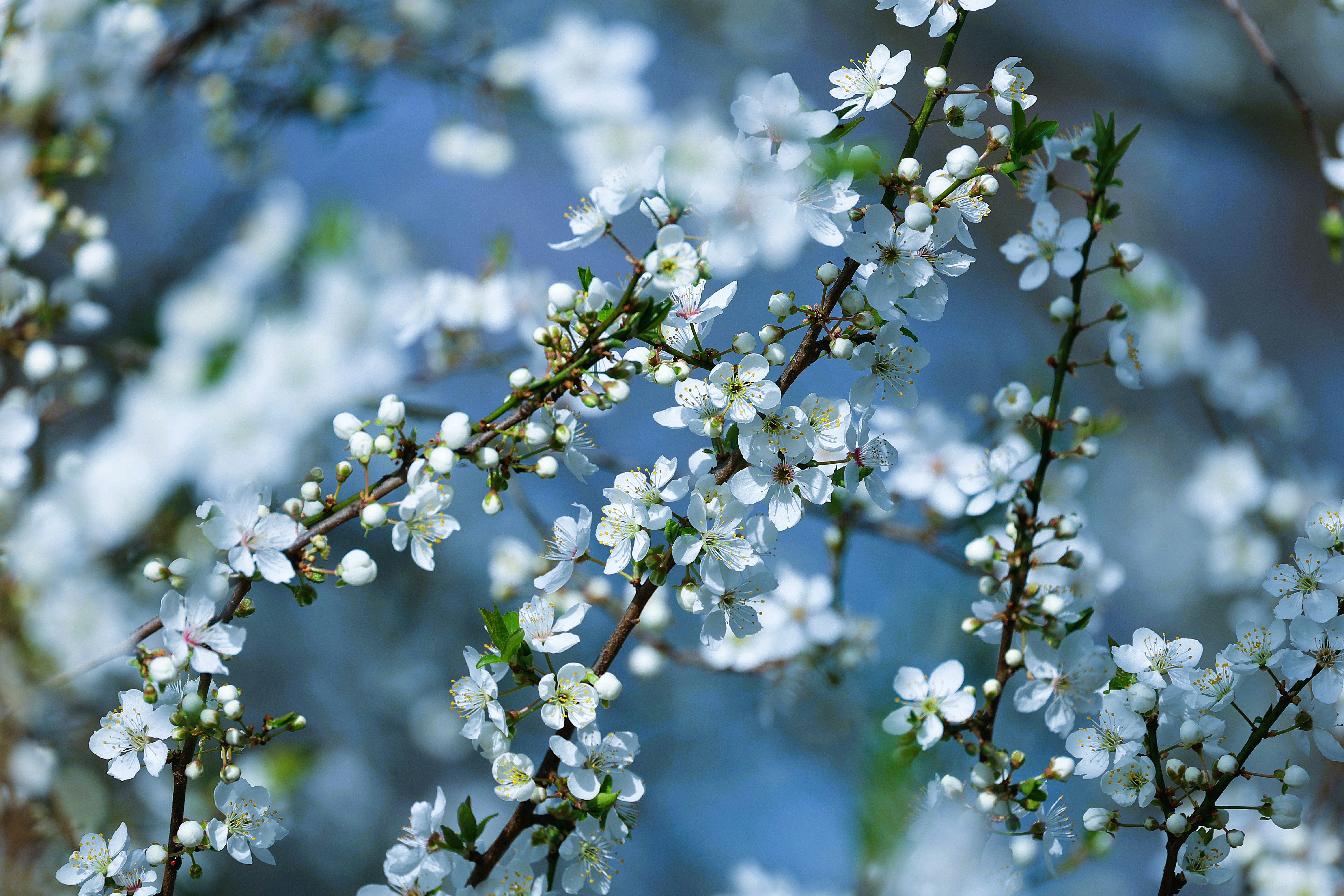 Blossoms in a Delicate Blue Moment