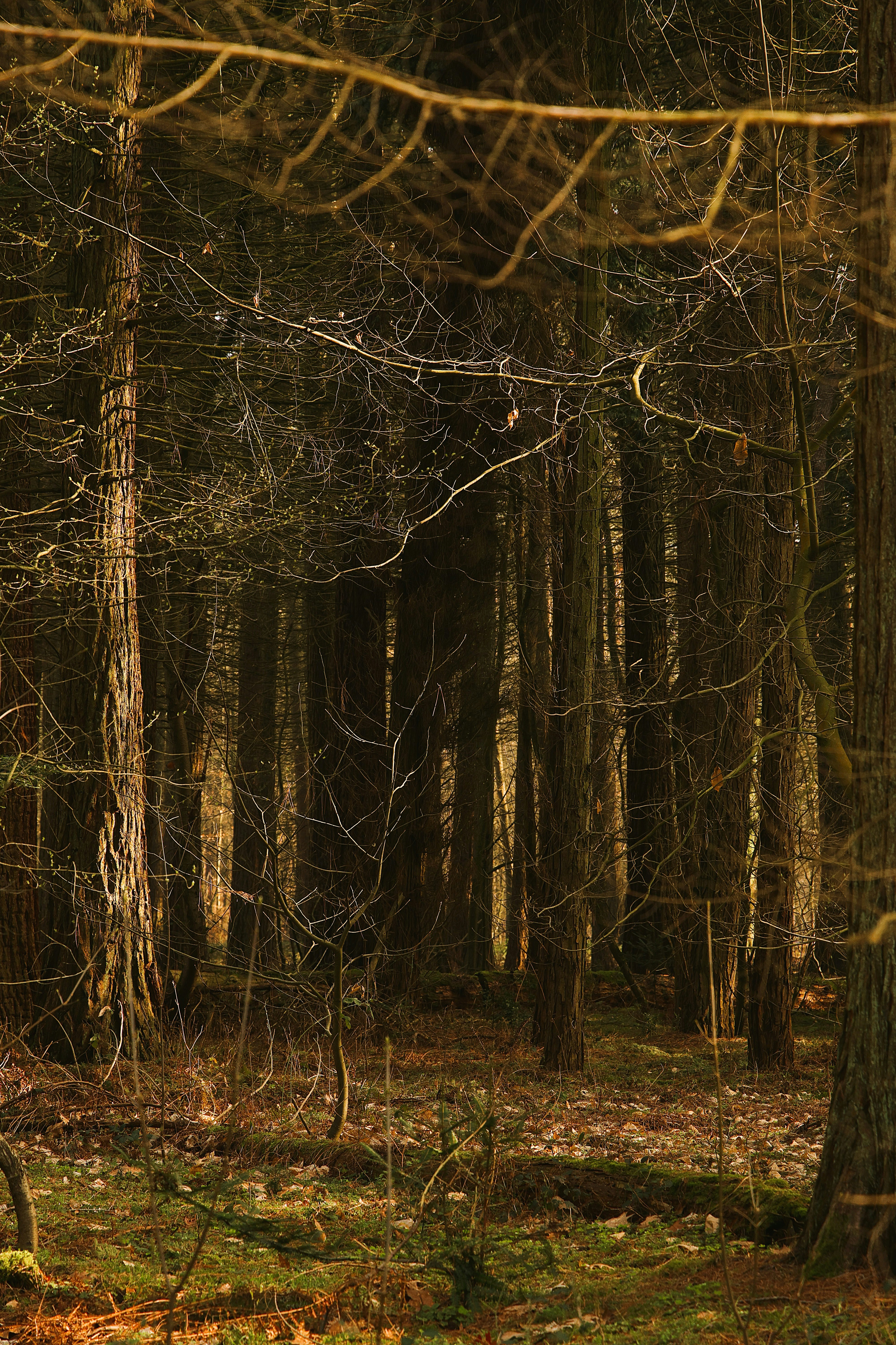 Quiet Woodland Spine: Sunlit Trunks and Sparse Branches