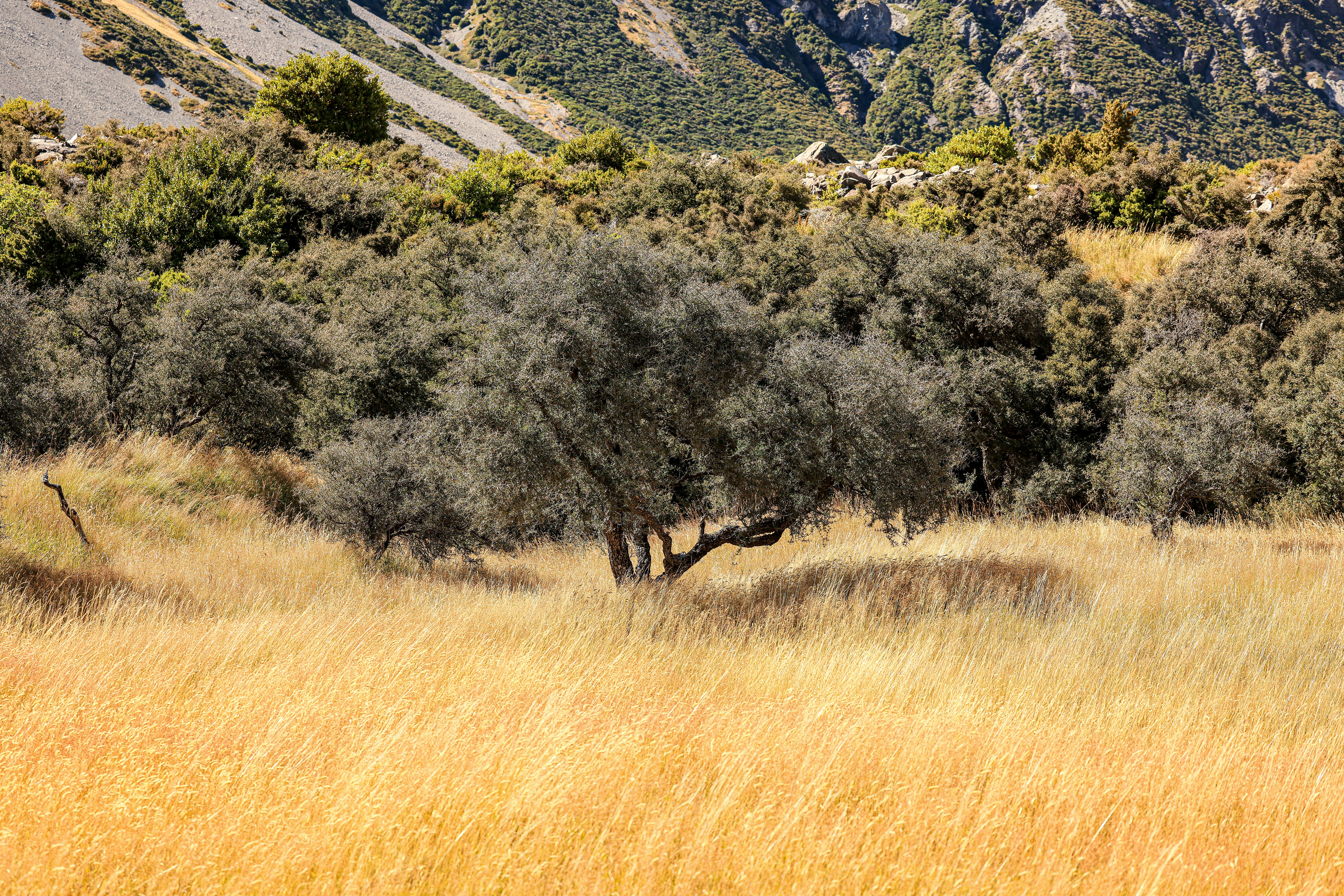 Solitary Olive in a Sea of Golden Grass