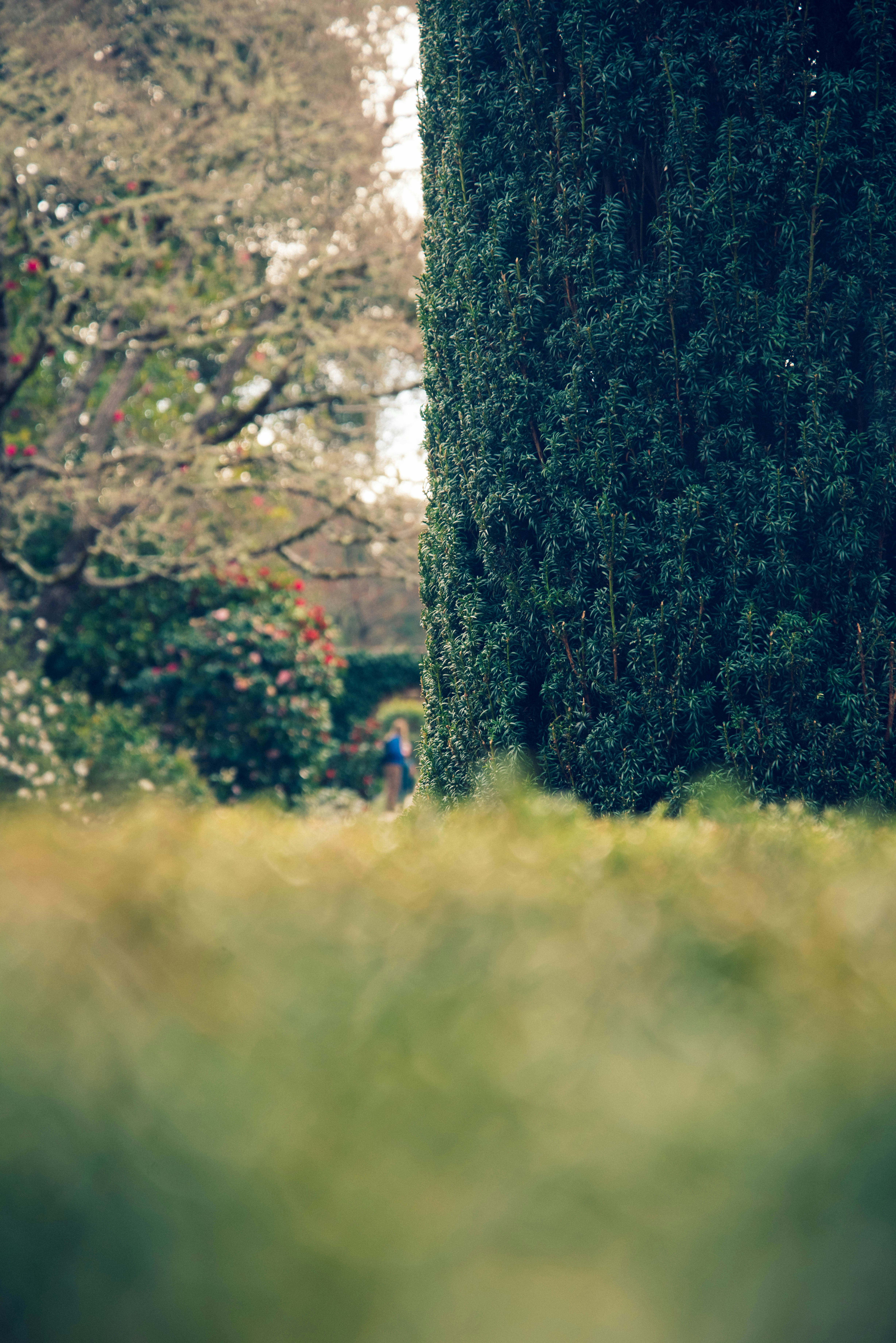 Hidden Figure at the Hedge: A Quiet Garden Moment