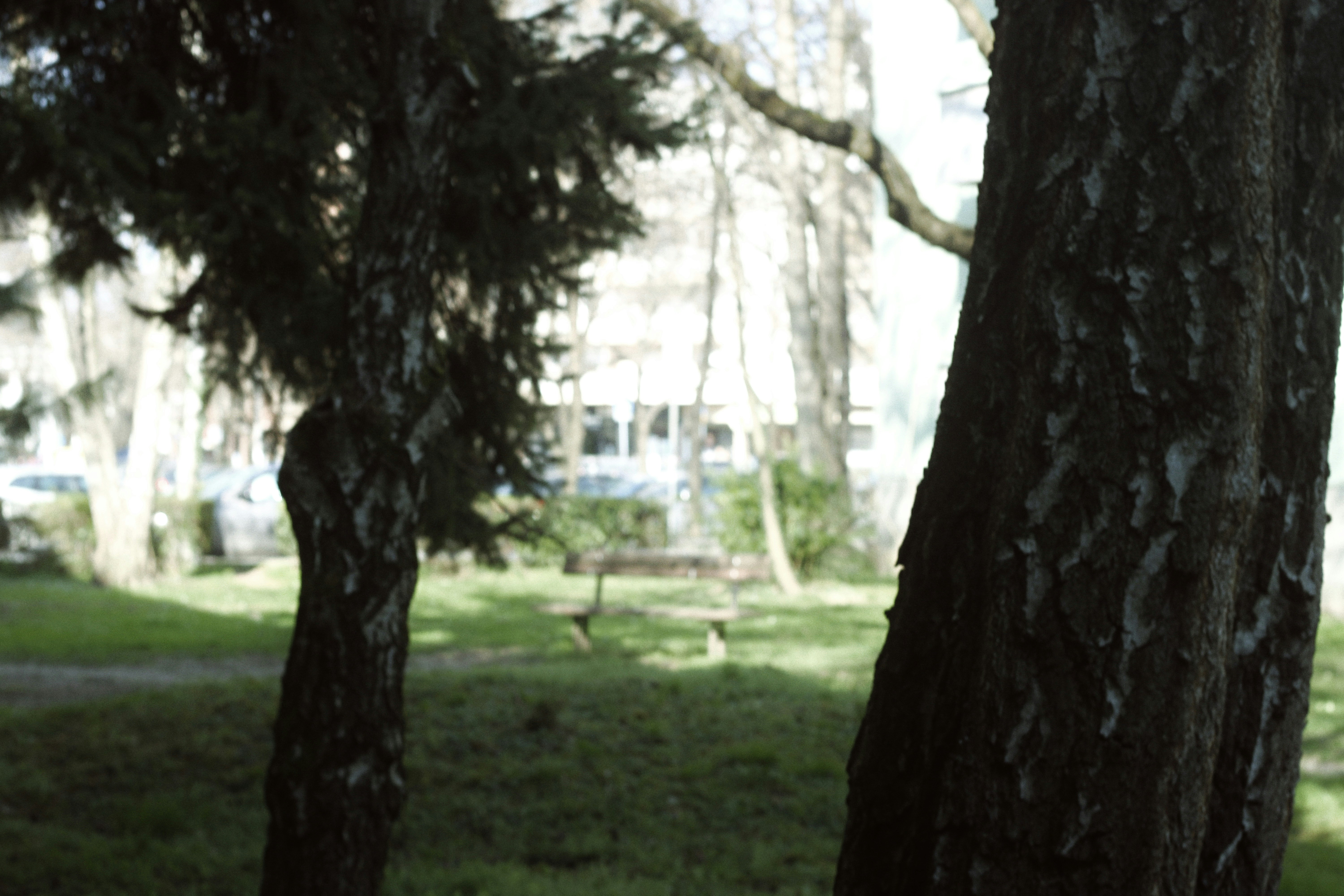 Trees in a park with buildings in the background.