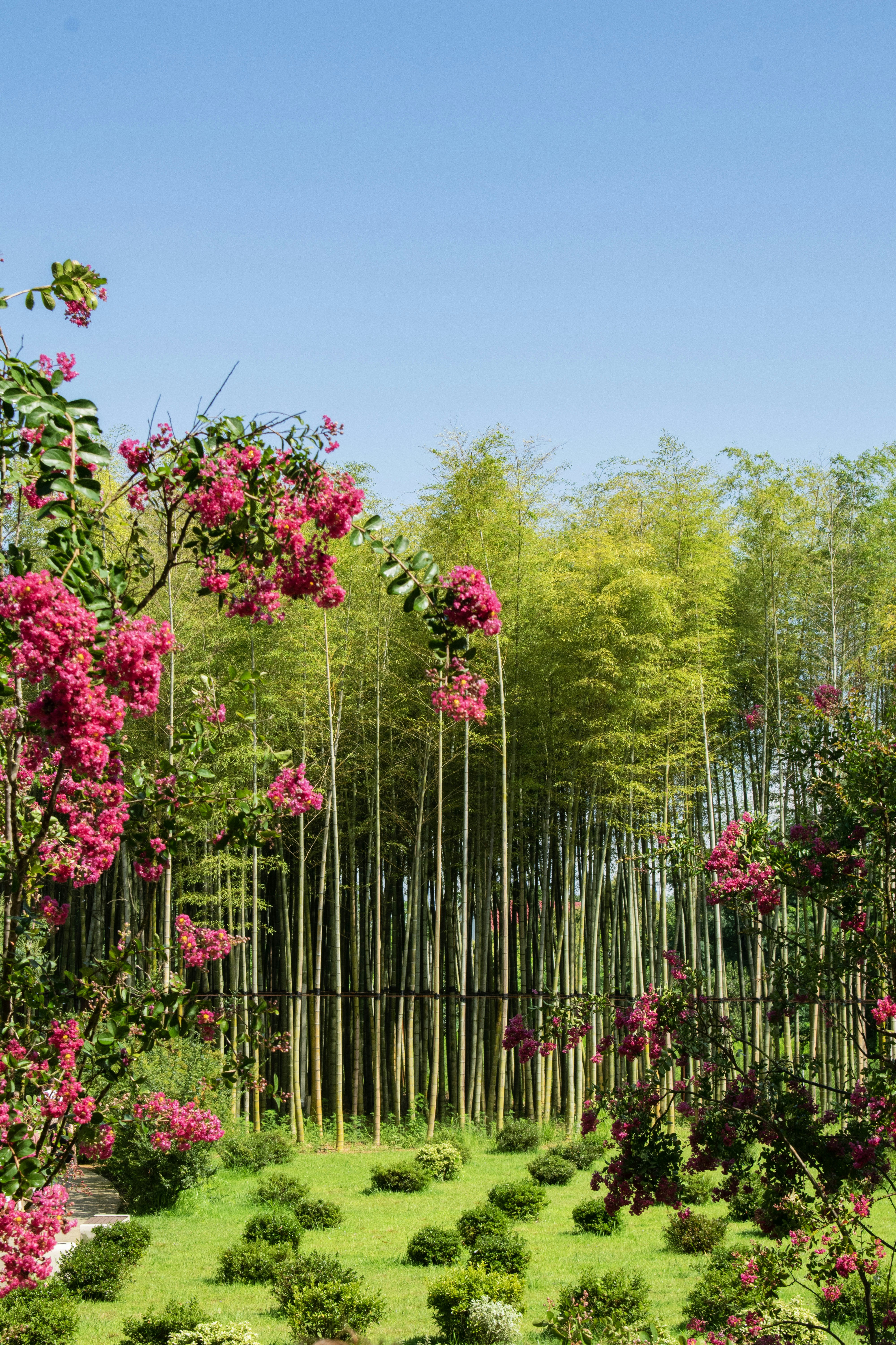 Vibrant Bamboo Grove Framed by Pink Bougainvillea