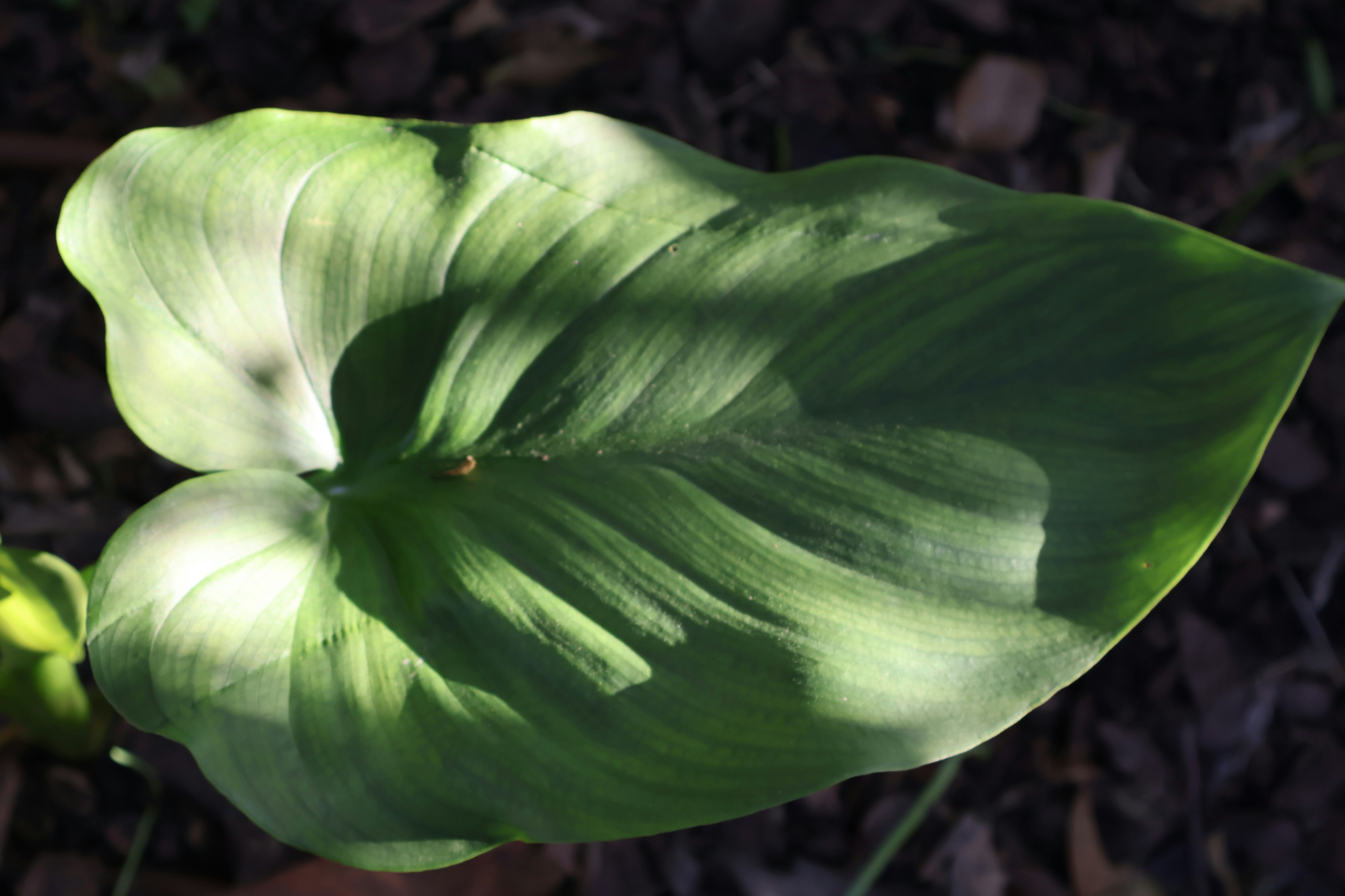 Sunlit Helix: A Single Leaf Unfurled in Quiet Shade