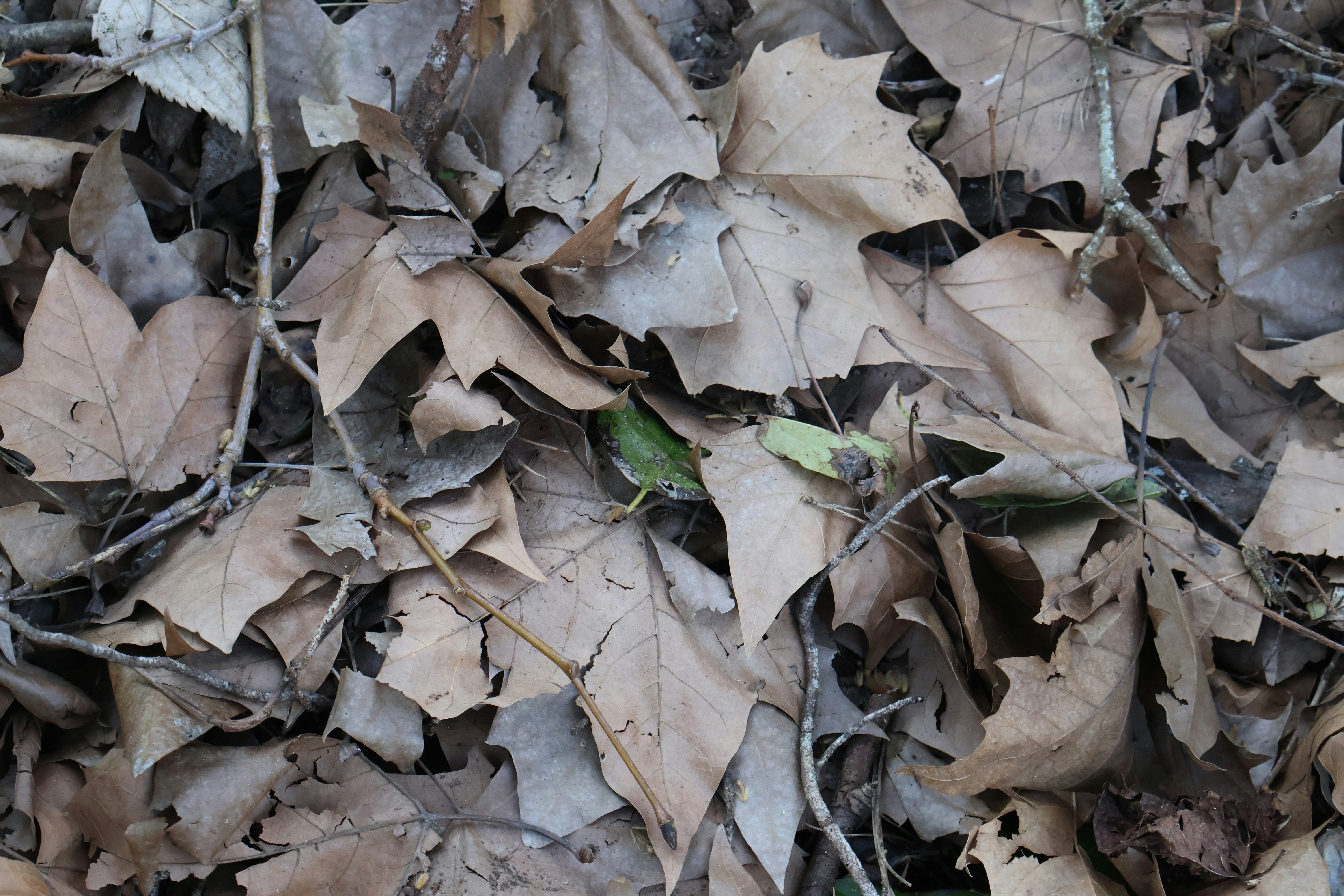 Autumn Floor: A Tangle of Dried Leaves and Twigs