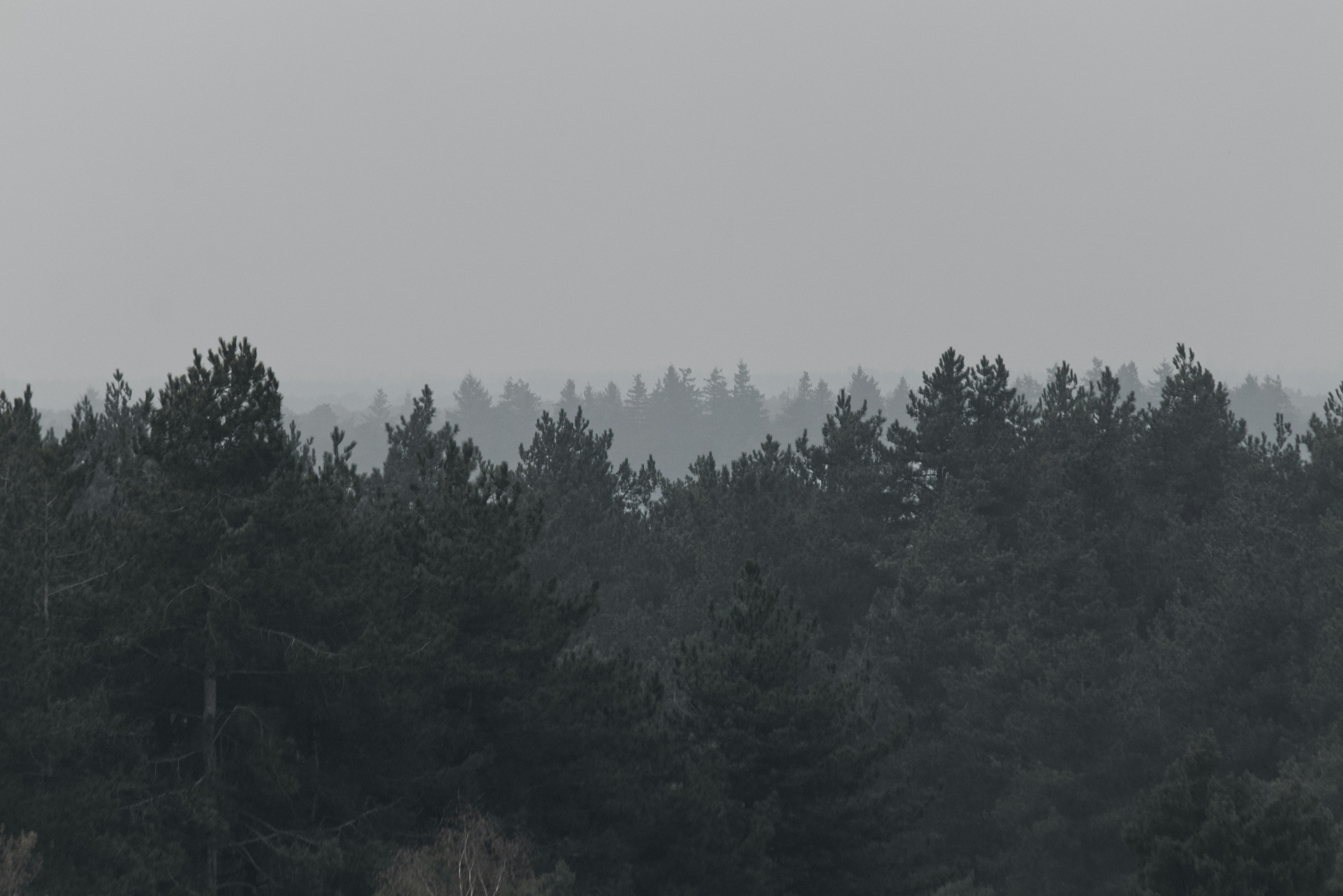 Foggy Pine Silhouette Across the Horizon