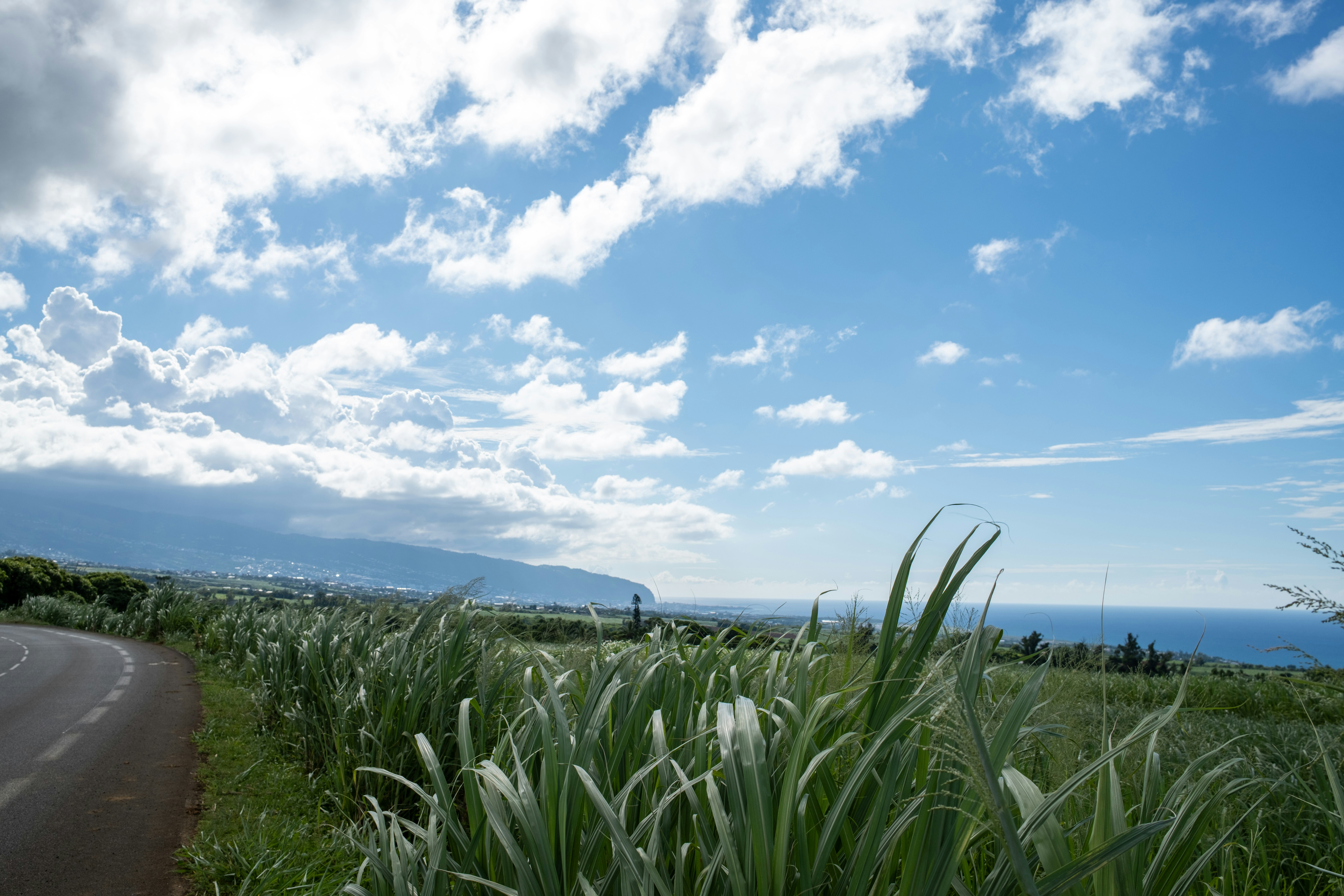Coastal Pathway: Ocean Breeze Along a Sunlit Ridge