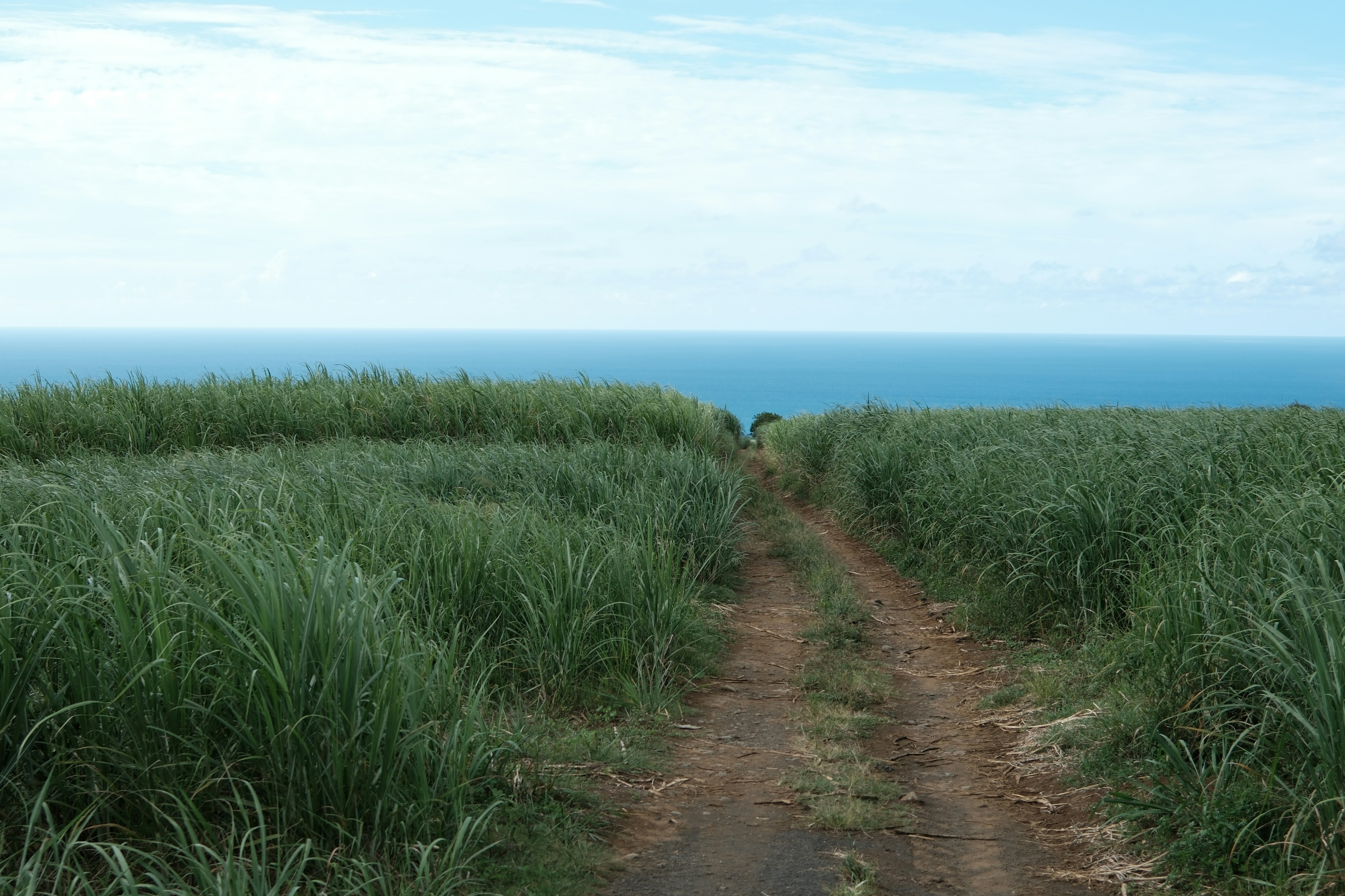 Path to the Horizon: A Sea-View Walk Through Coastal Grasses