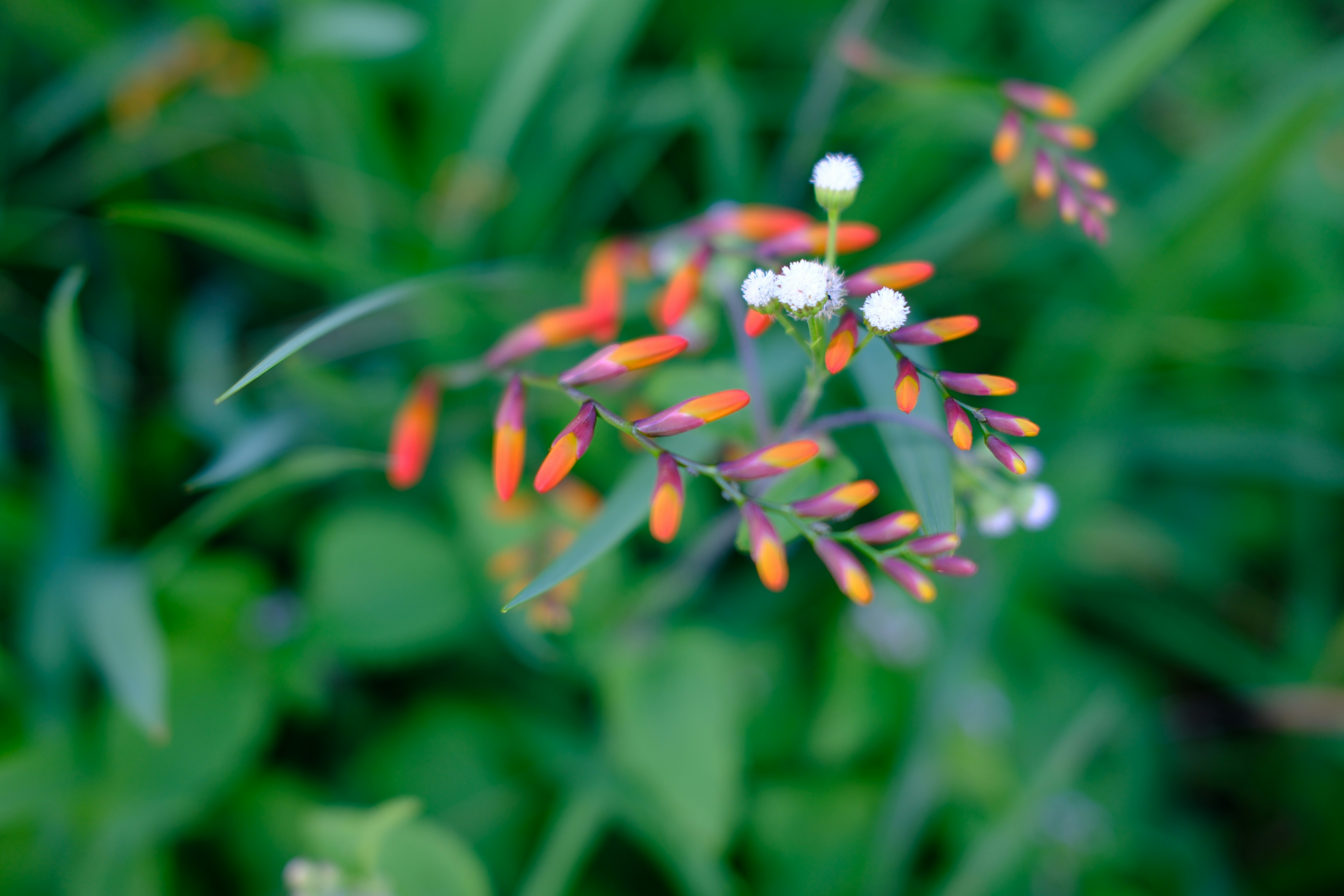 Blooming Streaks: Colorful Lantana in Soft Focus Meadow