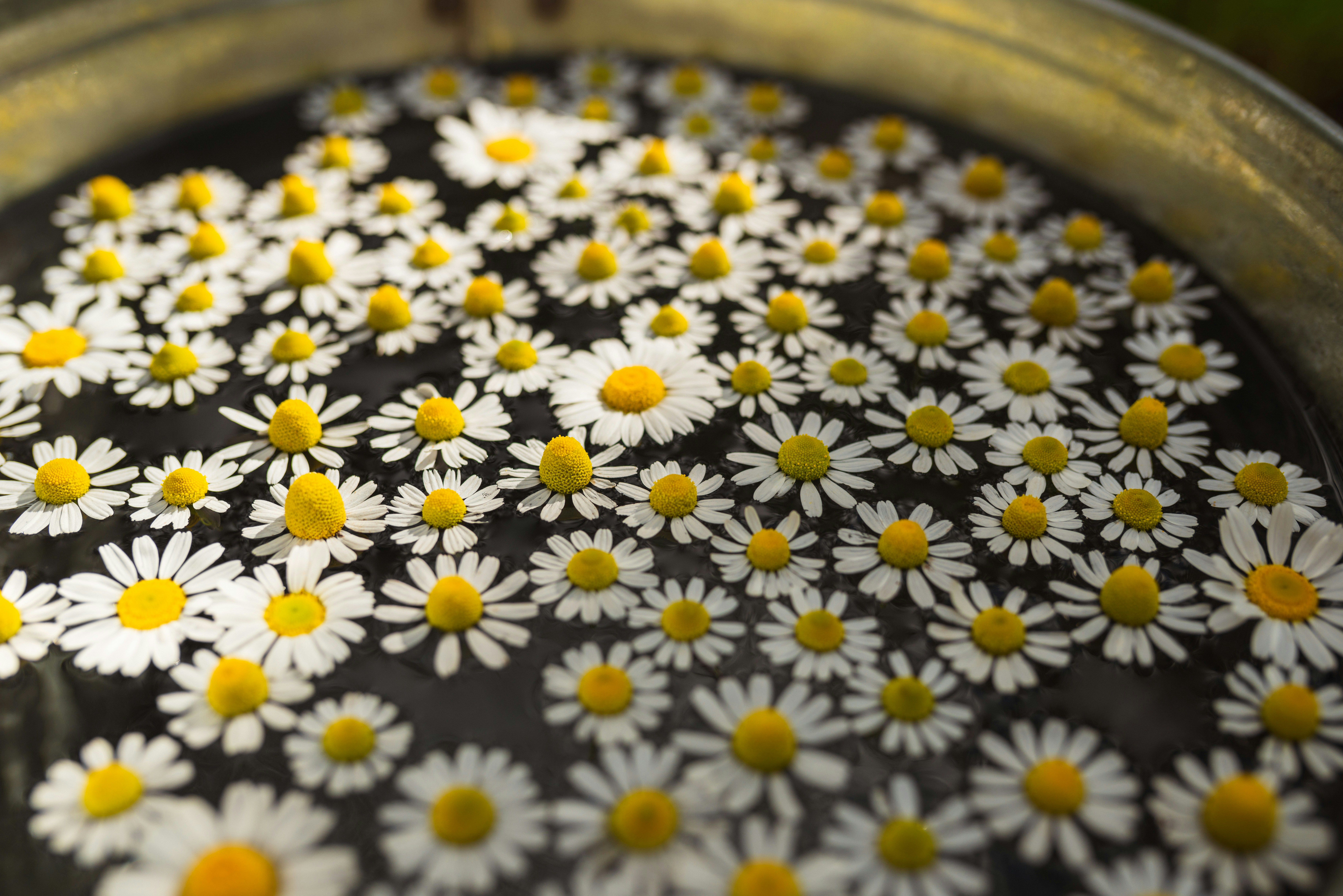 Daisy Confetti on Dark Water: A Sea of White and Yellow