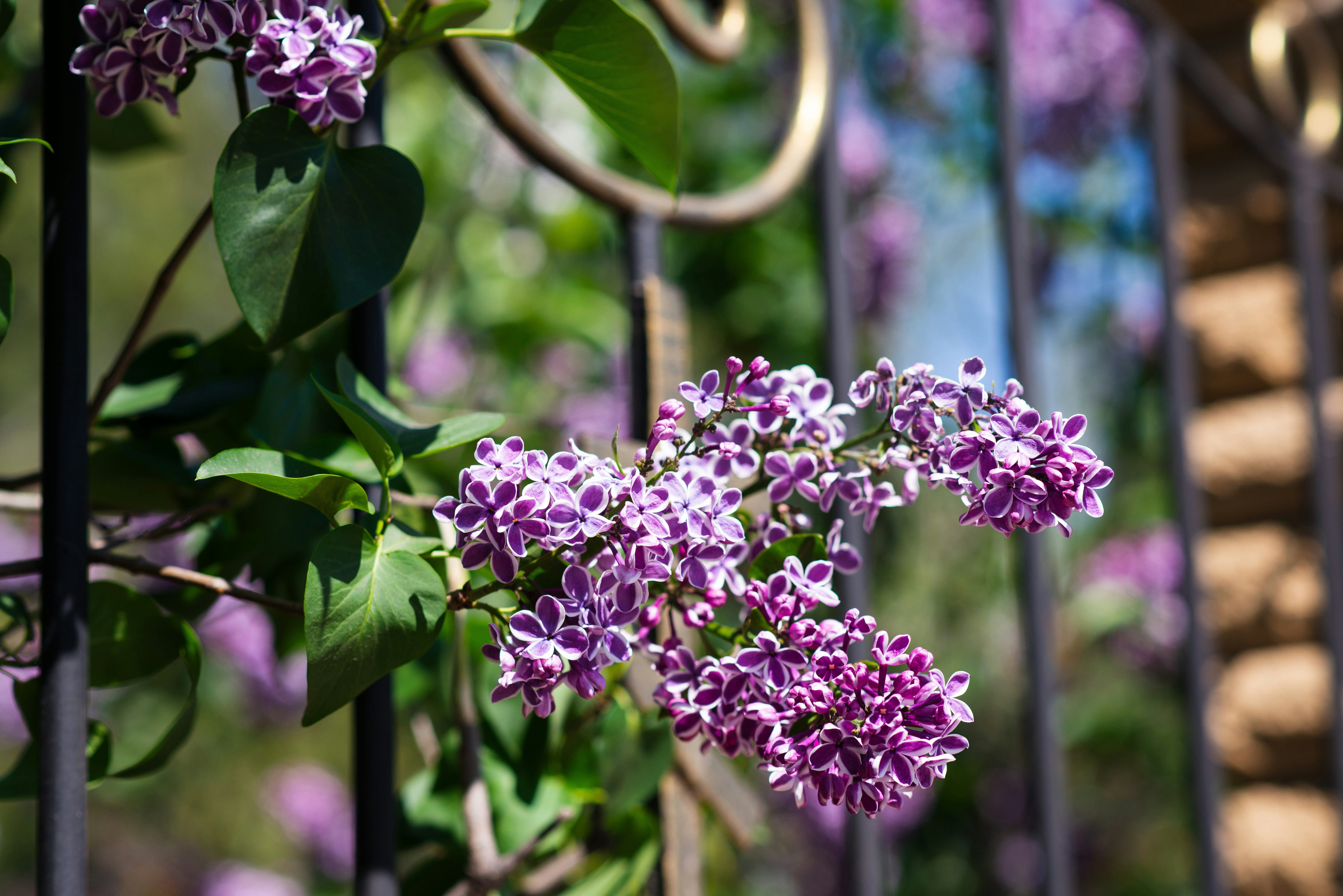 Lilac Halo: A Cluster of Violet Blooms Framing a Garden Gate