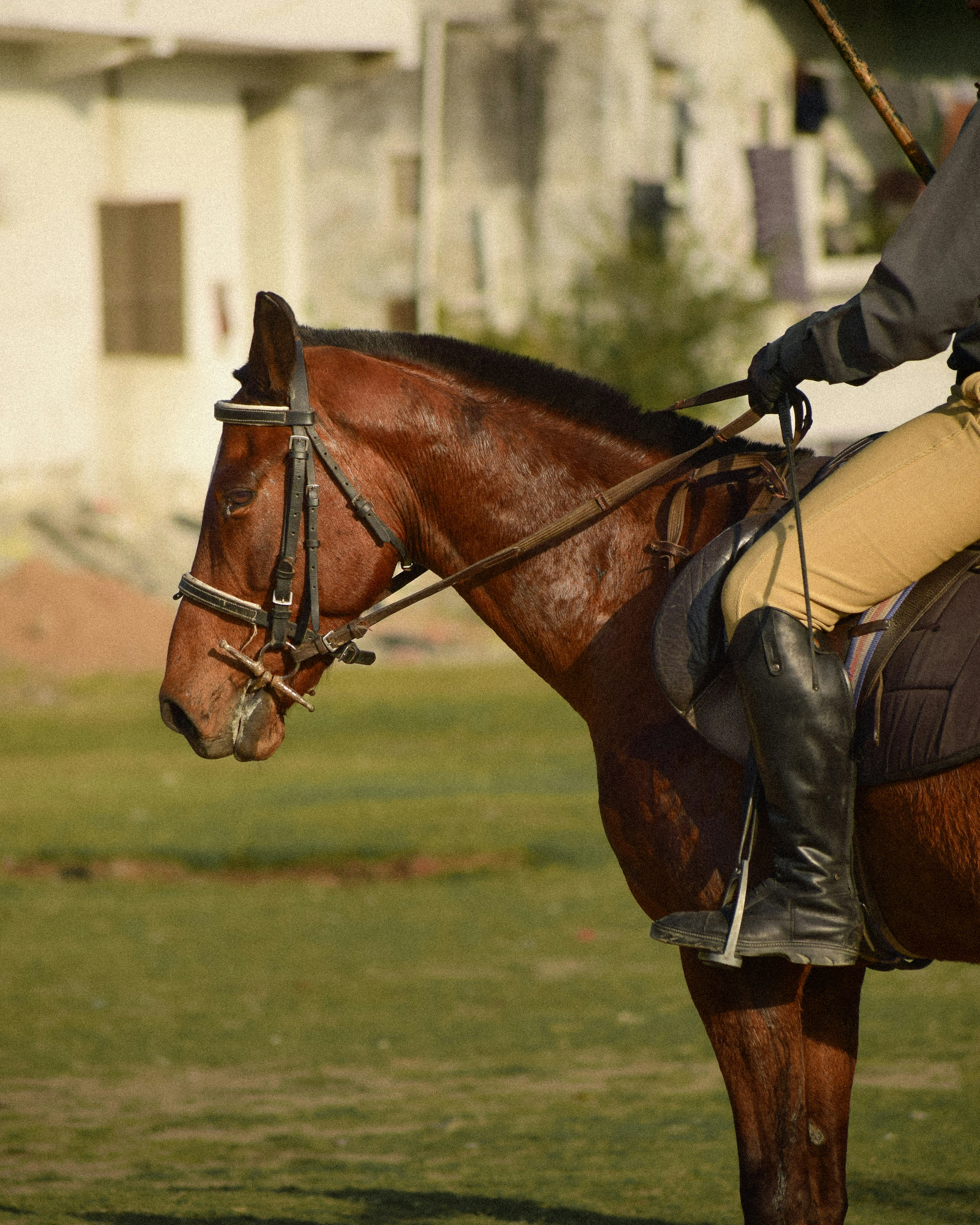 Rider and horse in mid-stride during field training