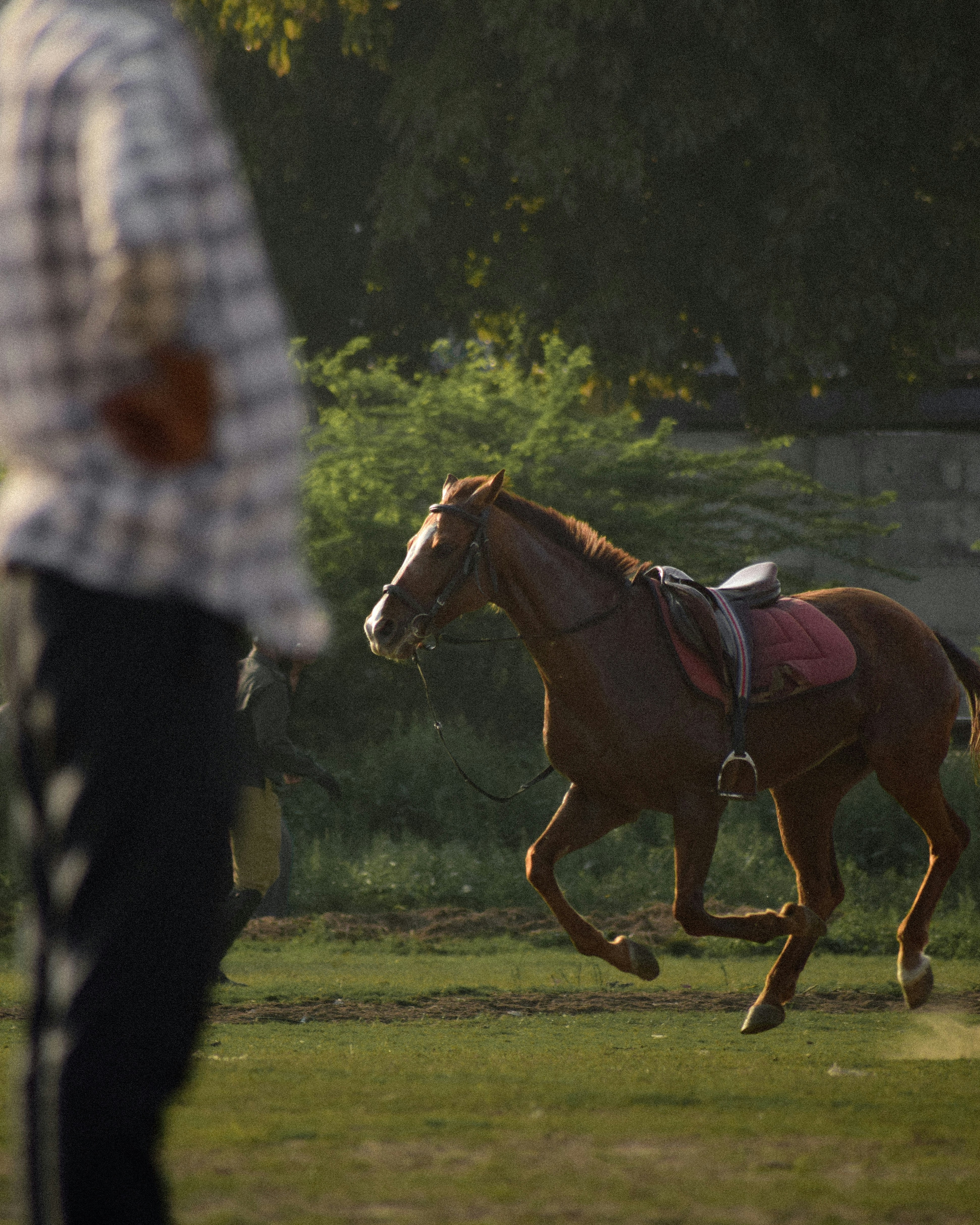 Galloping Focus: A Riderless Moment on the Field