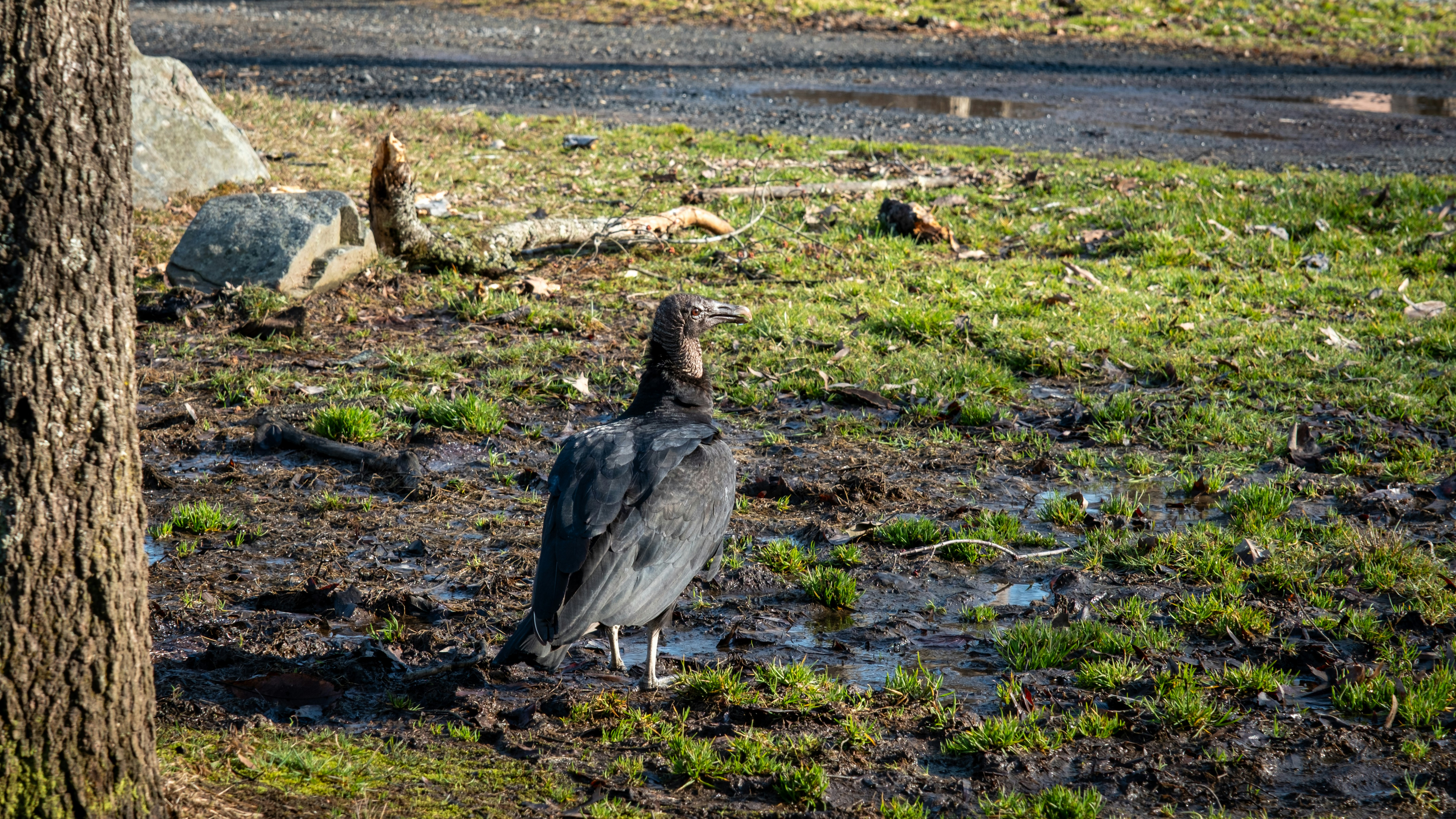 Strolling Grey Heron in Muddy Park Light