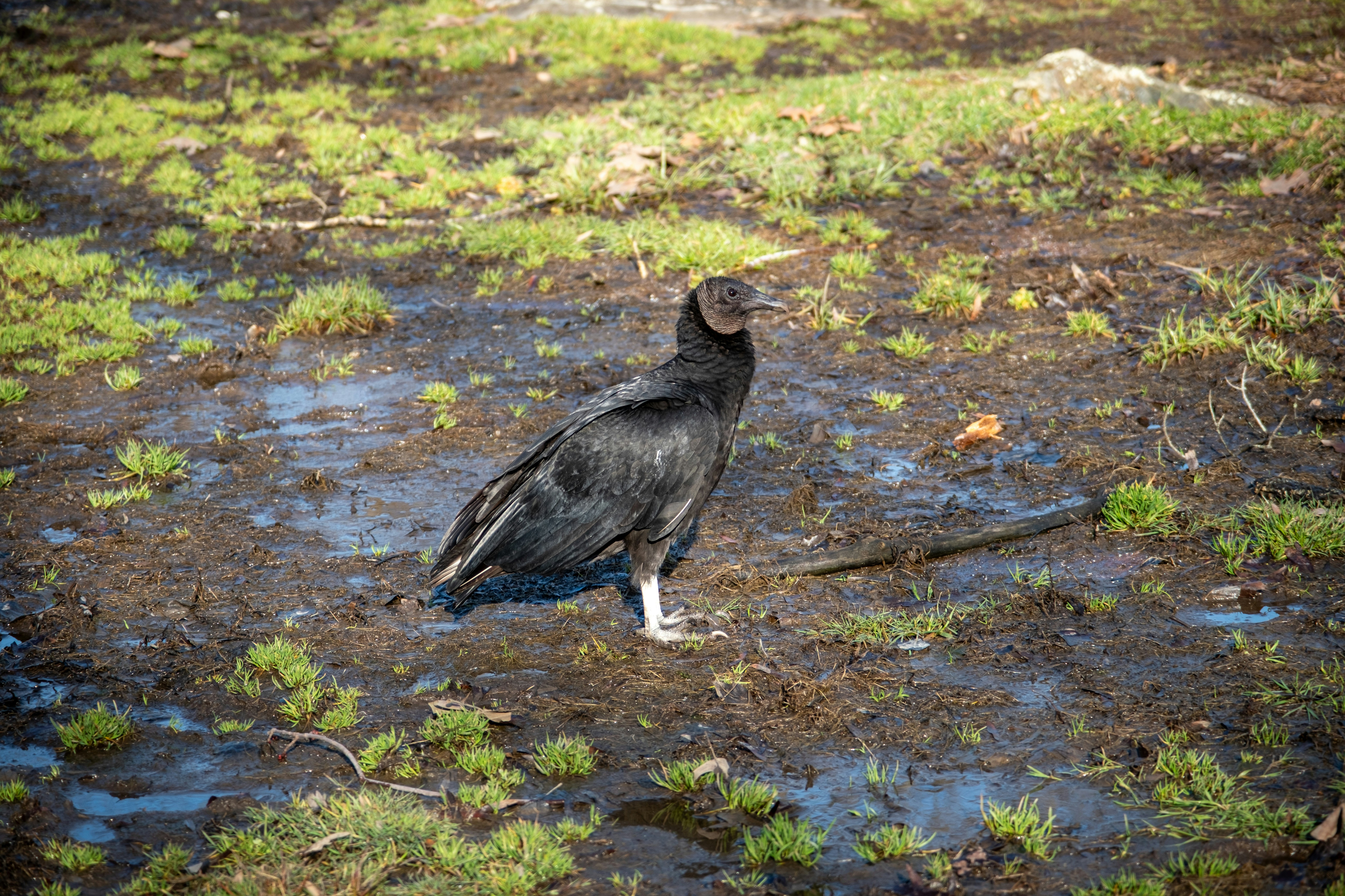 Watchful Wetland Wanderer: A Black Bittern Stands in Muddy Marsh