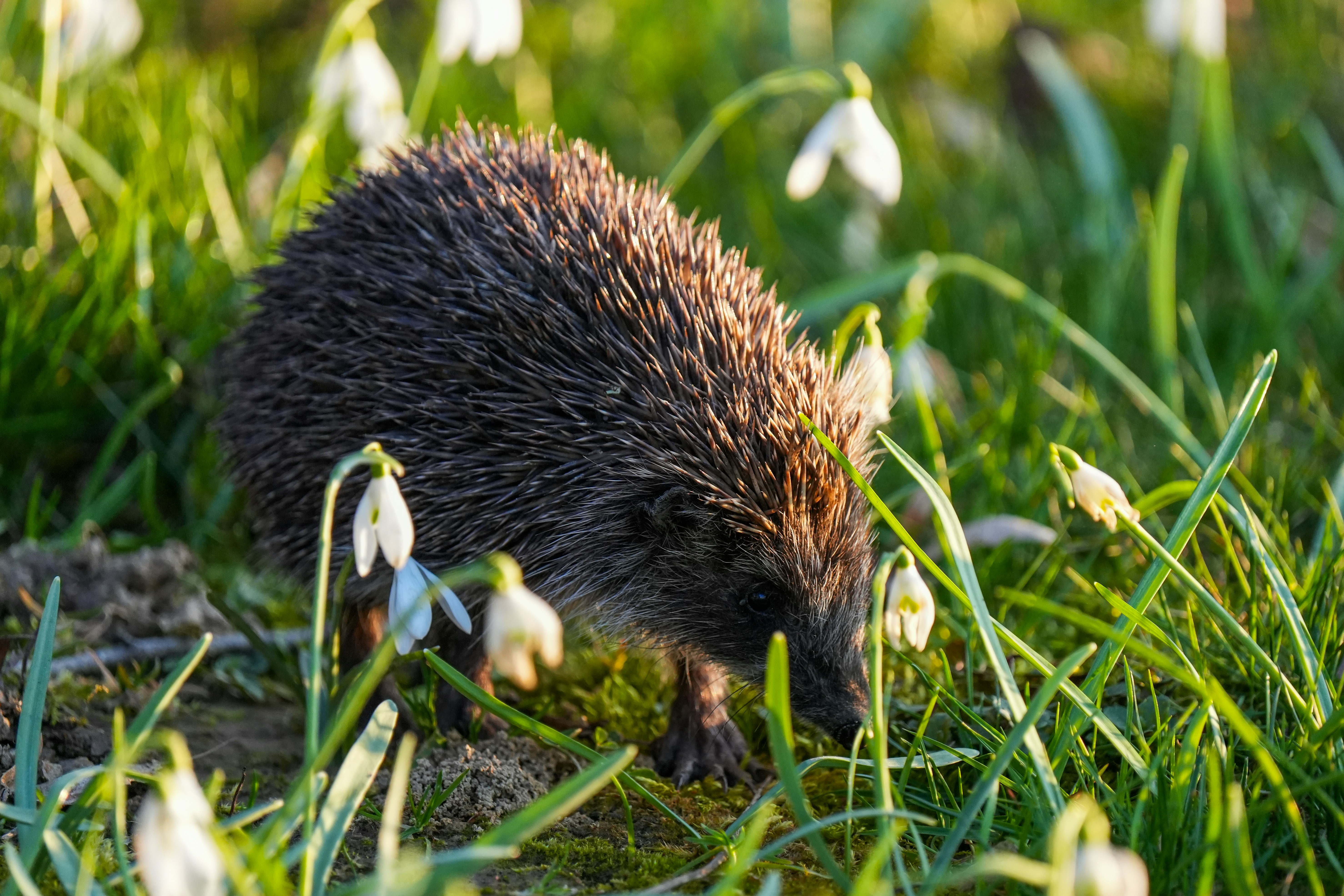 Hidden Forager in Spring Meadow