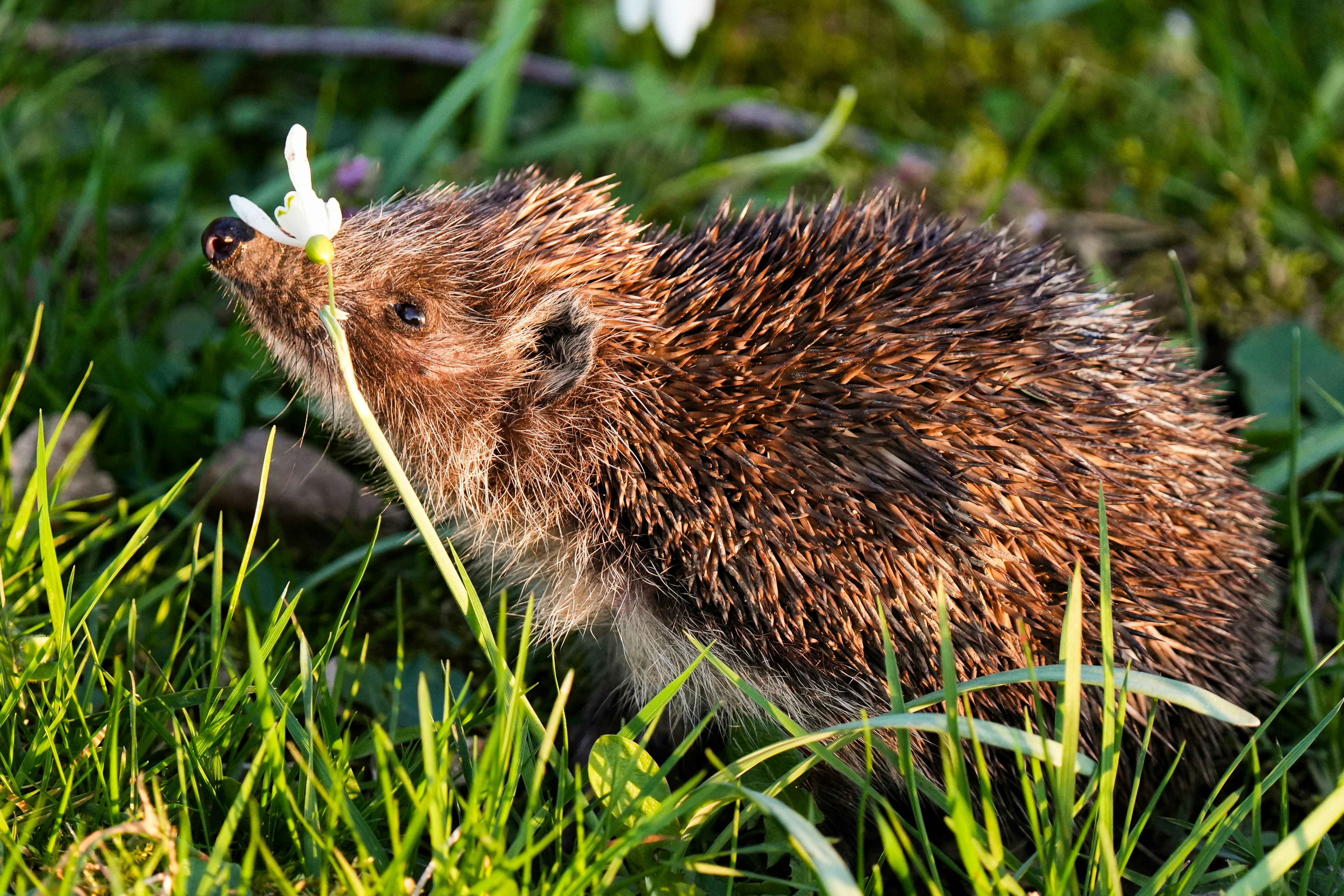 Curious Hedgehog Sniffing a Dandelion Ring