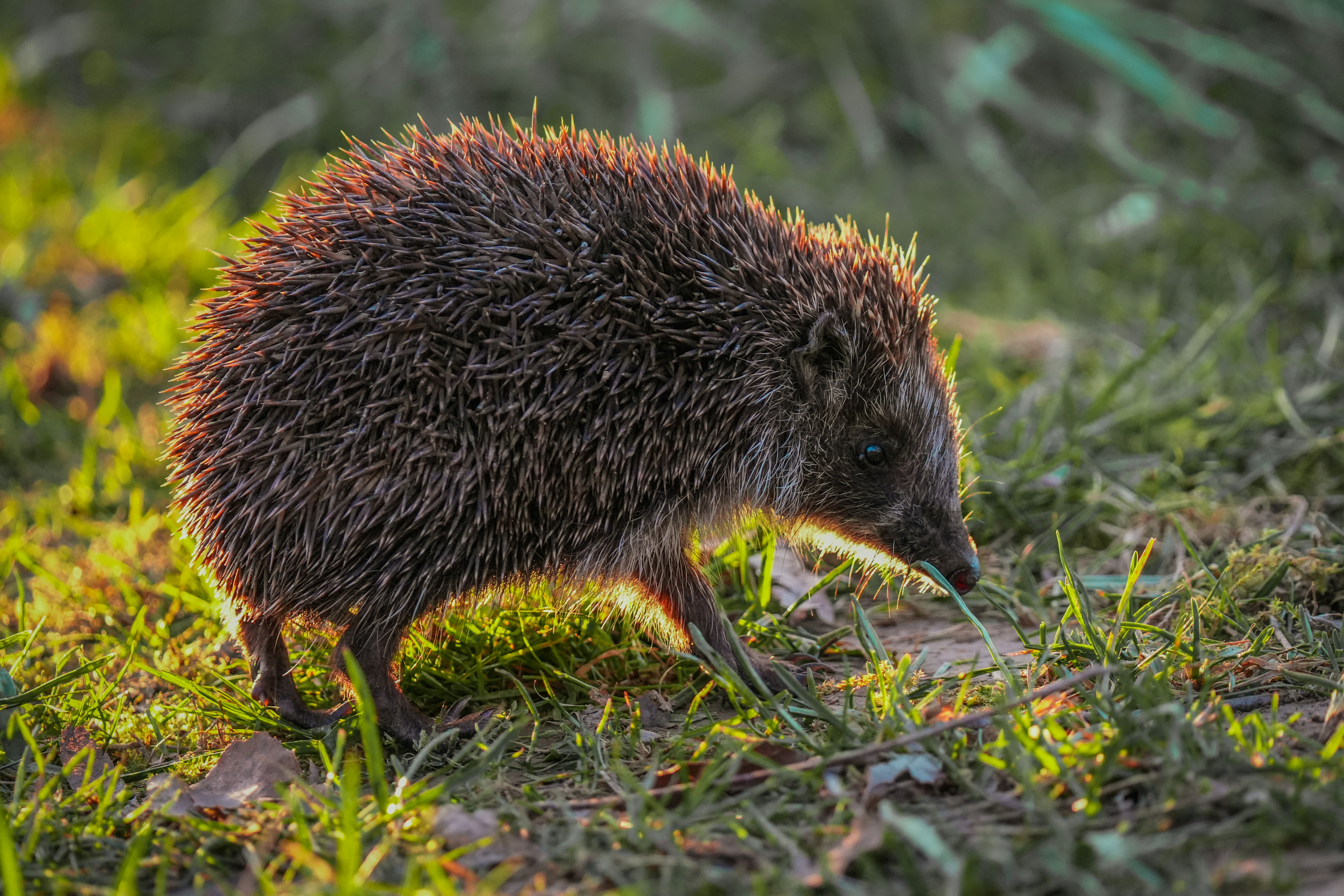 Prickly Explorer in Morning Light
