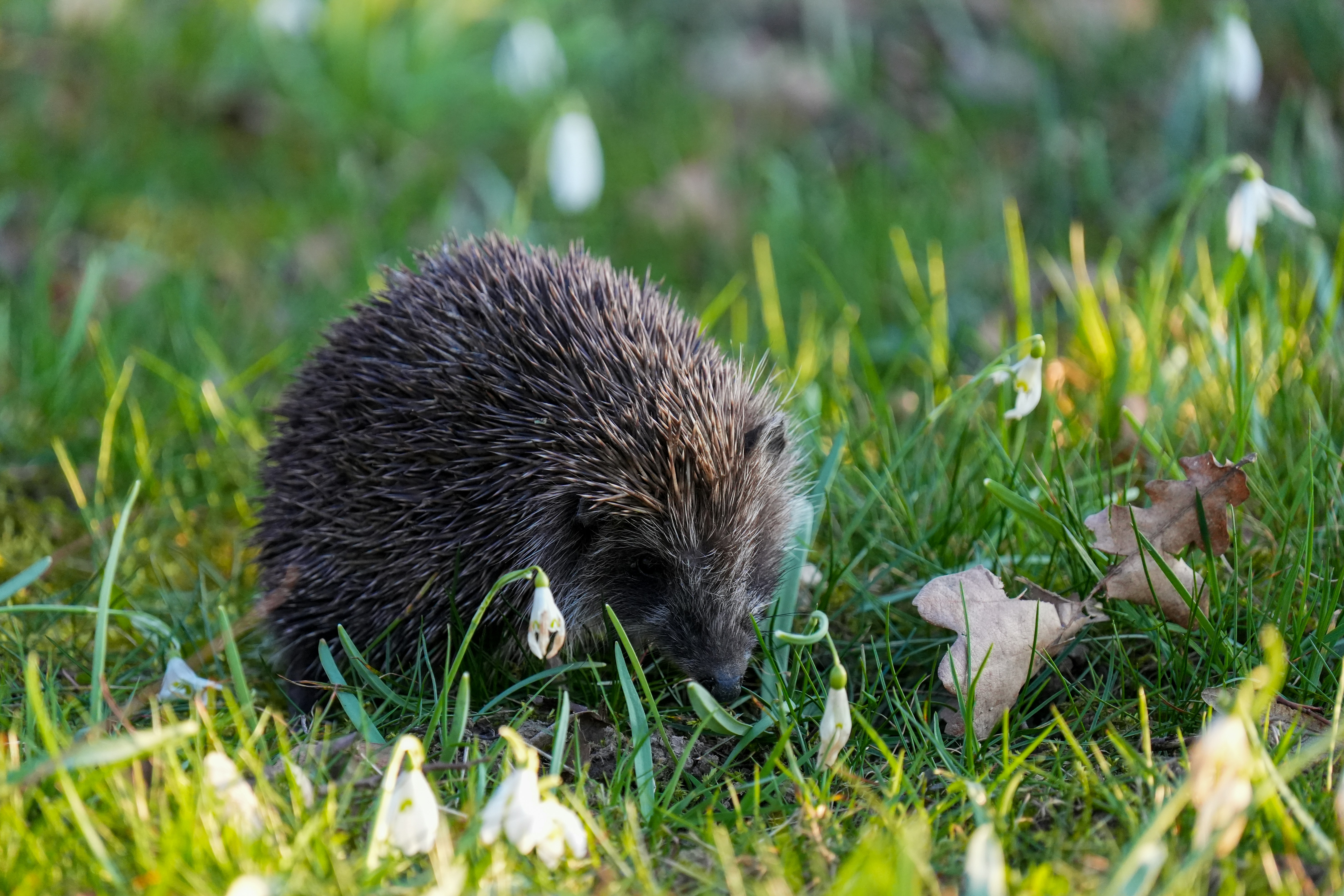Hedgehog in a sunlit meadow: a close-up of spines and foraged greens