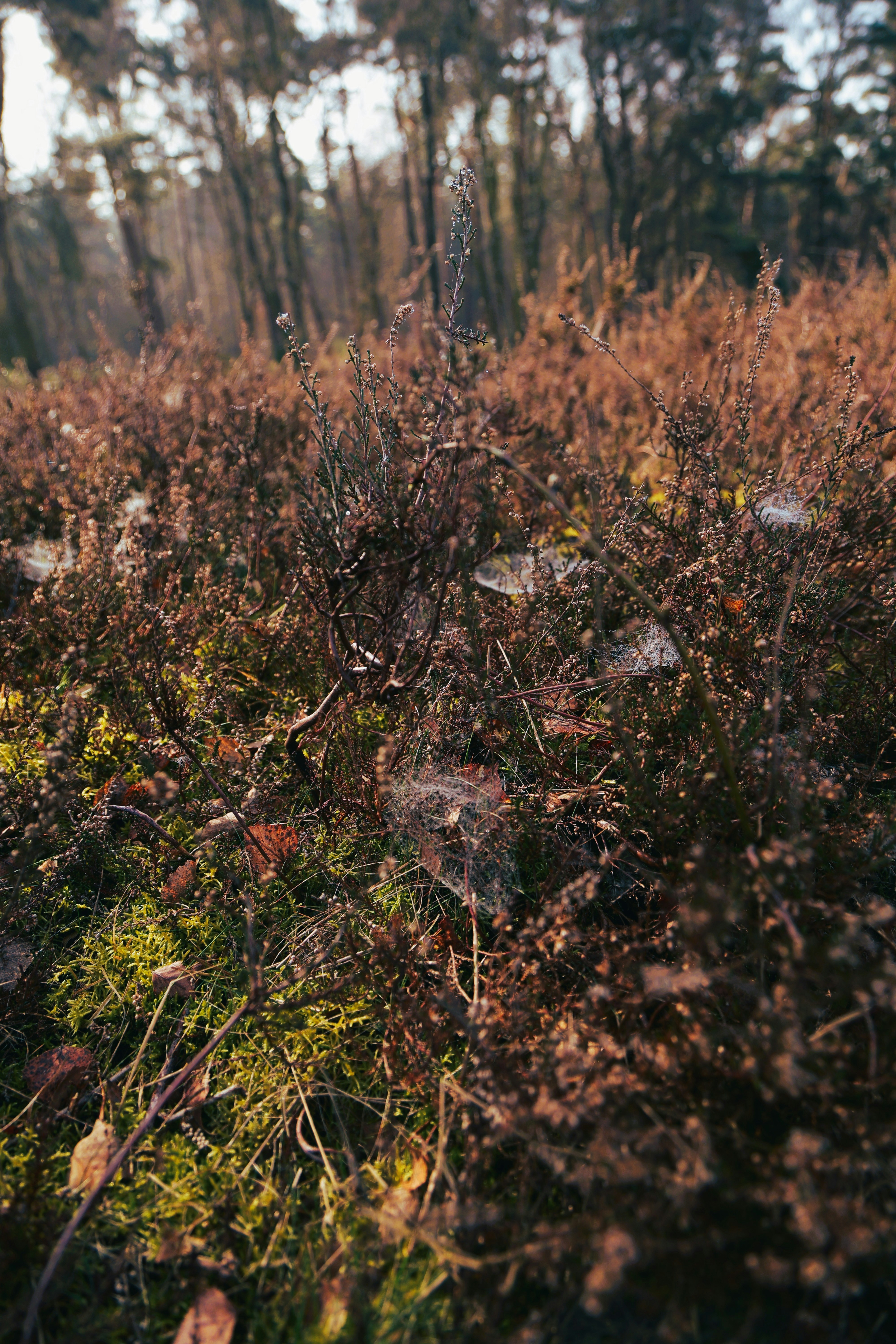 Sunlit Heather Mosaic: Forest Glade in Autumn Light