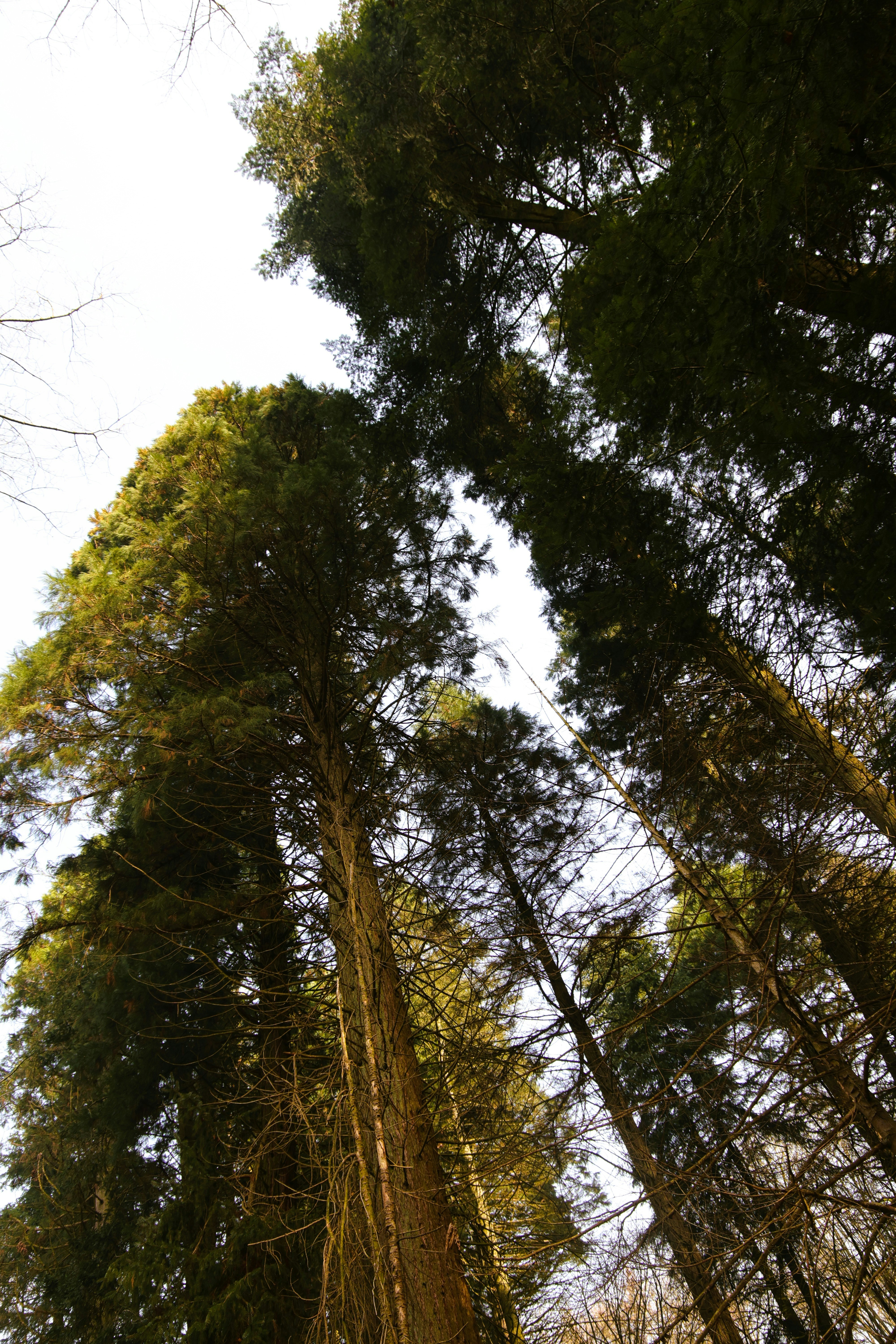 Skyward Giants: A Glade of Tall Pines Reaching for Light