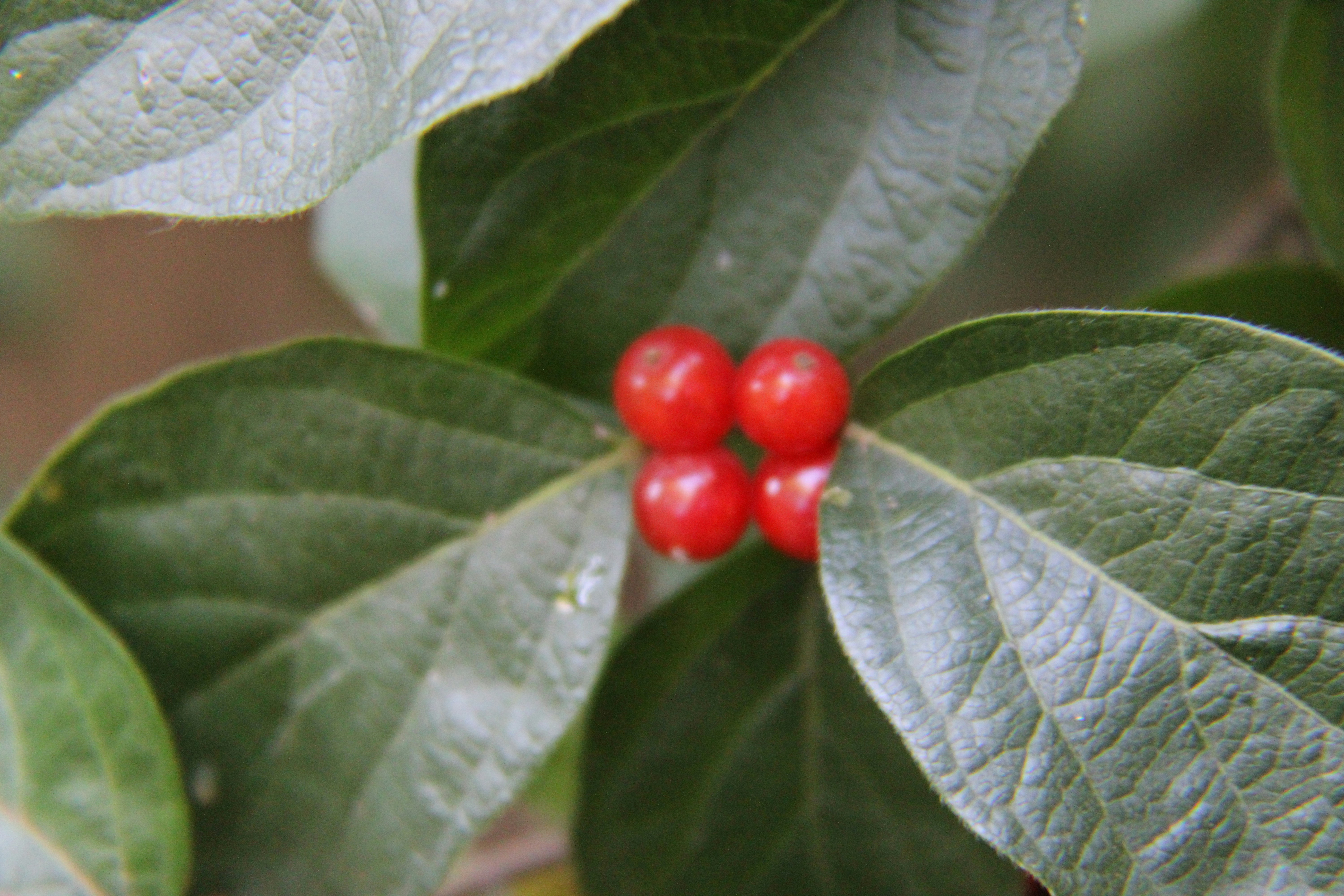 Red Berries in Focus: A Close Kiss of Color on Glossy Leaves