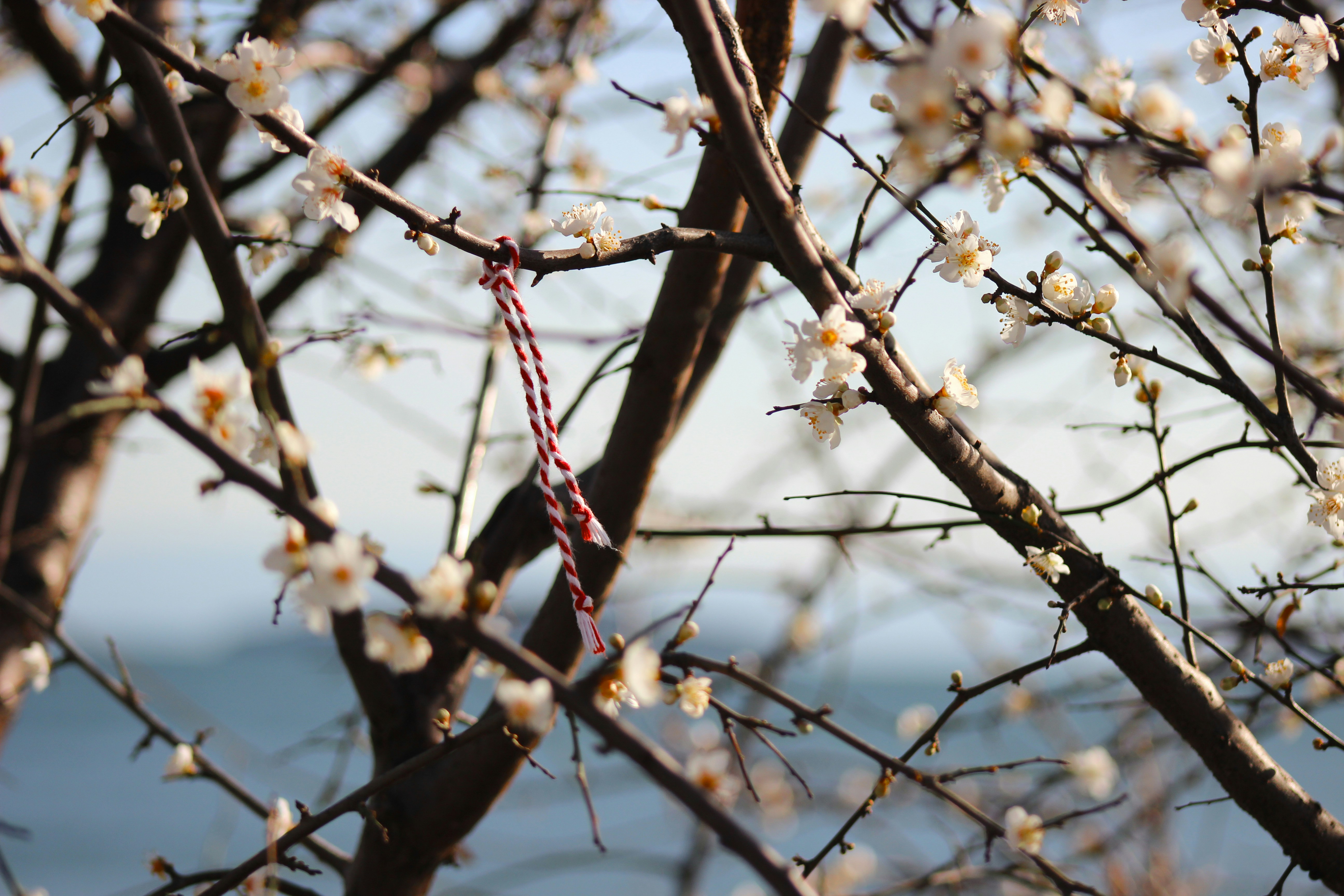 Blossoms and a Twine of Light: Thin Branches in Quiet Bloom