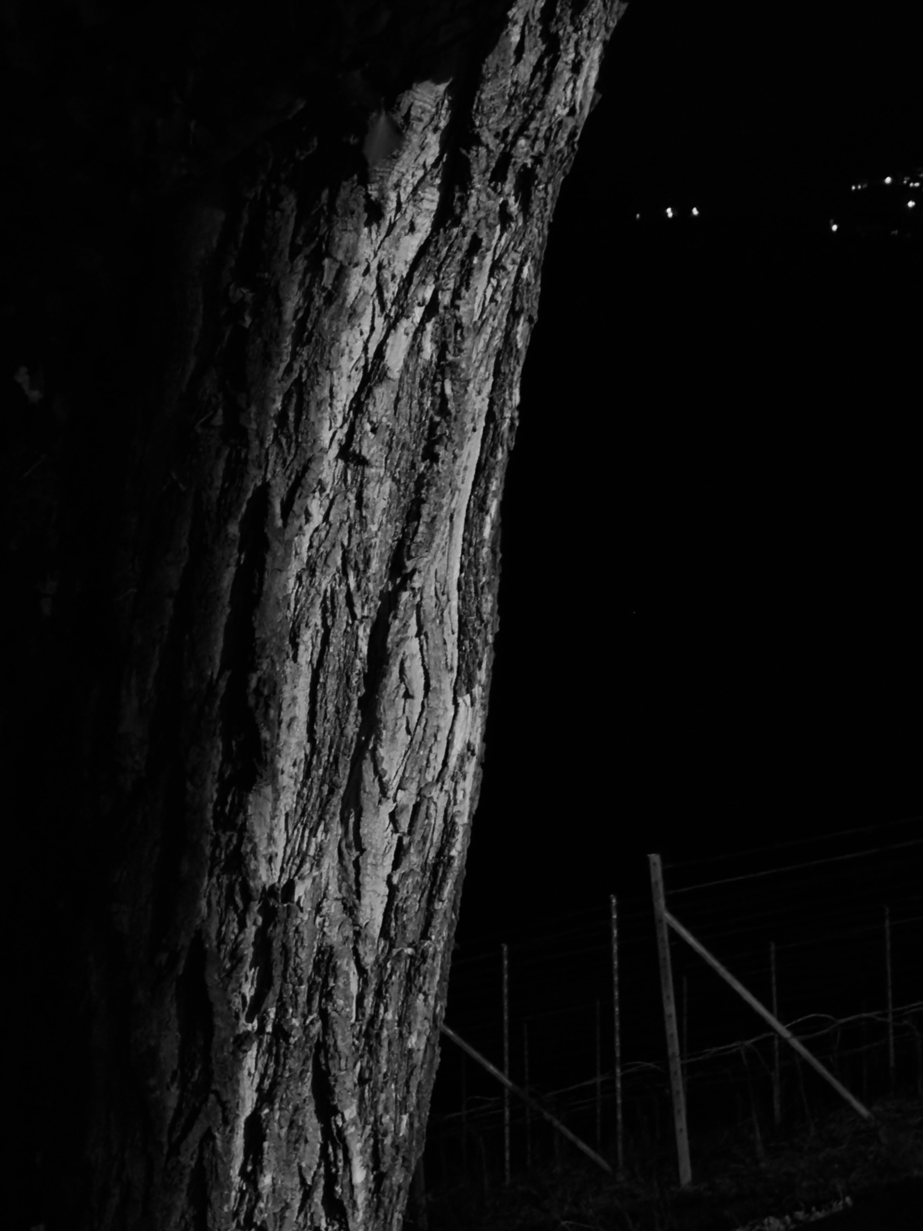 Moonlit Boundary: The Bark and the Fence