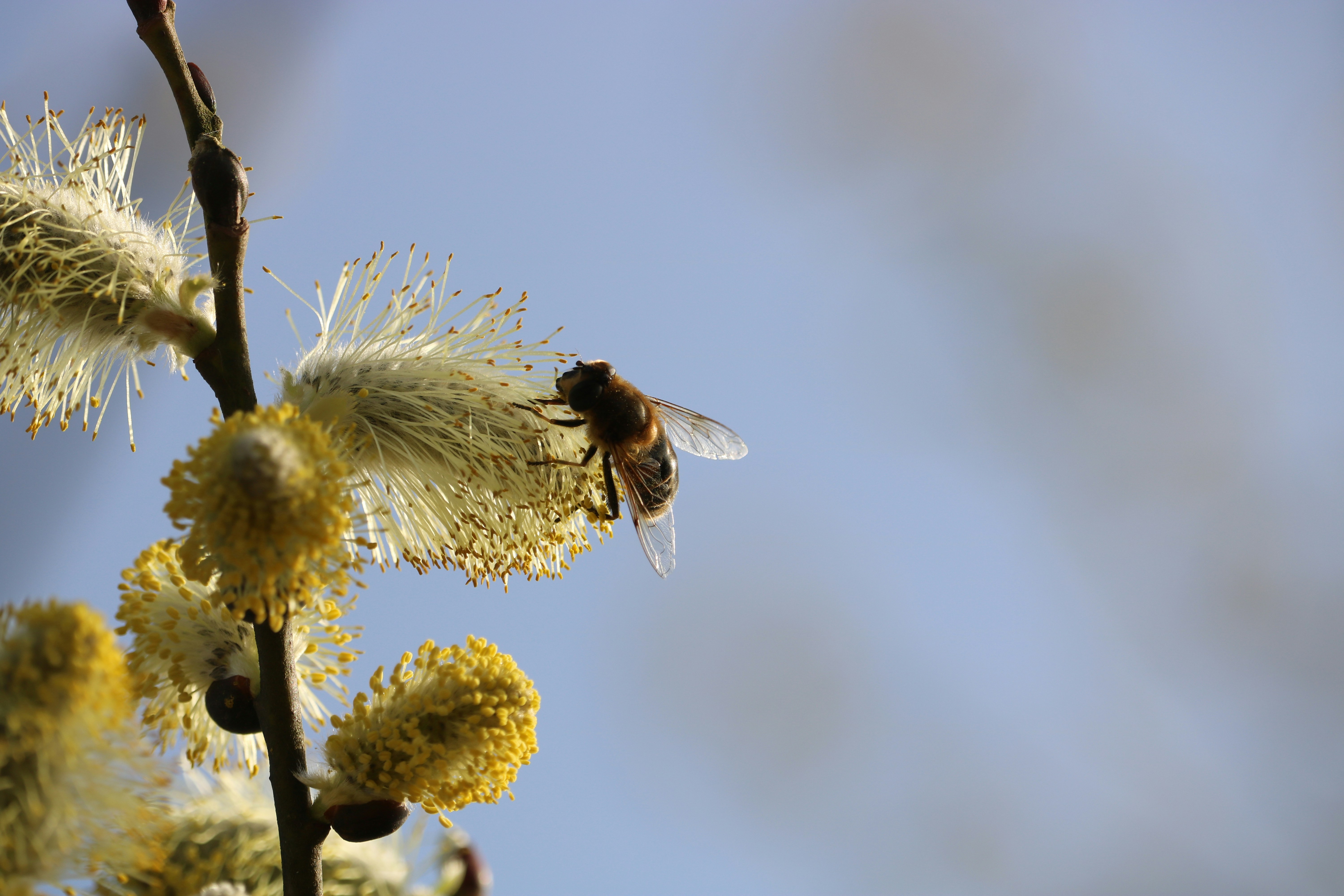 Bee in Focus: A Close-Up on Spring's Pollen Messenger
