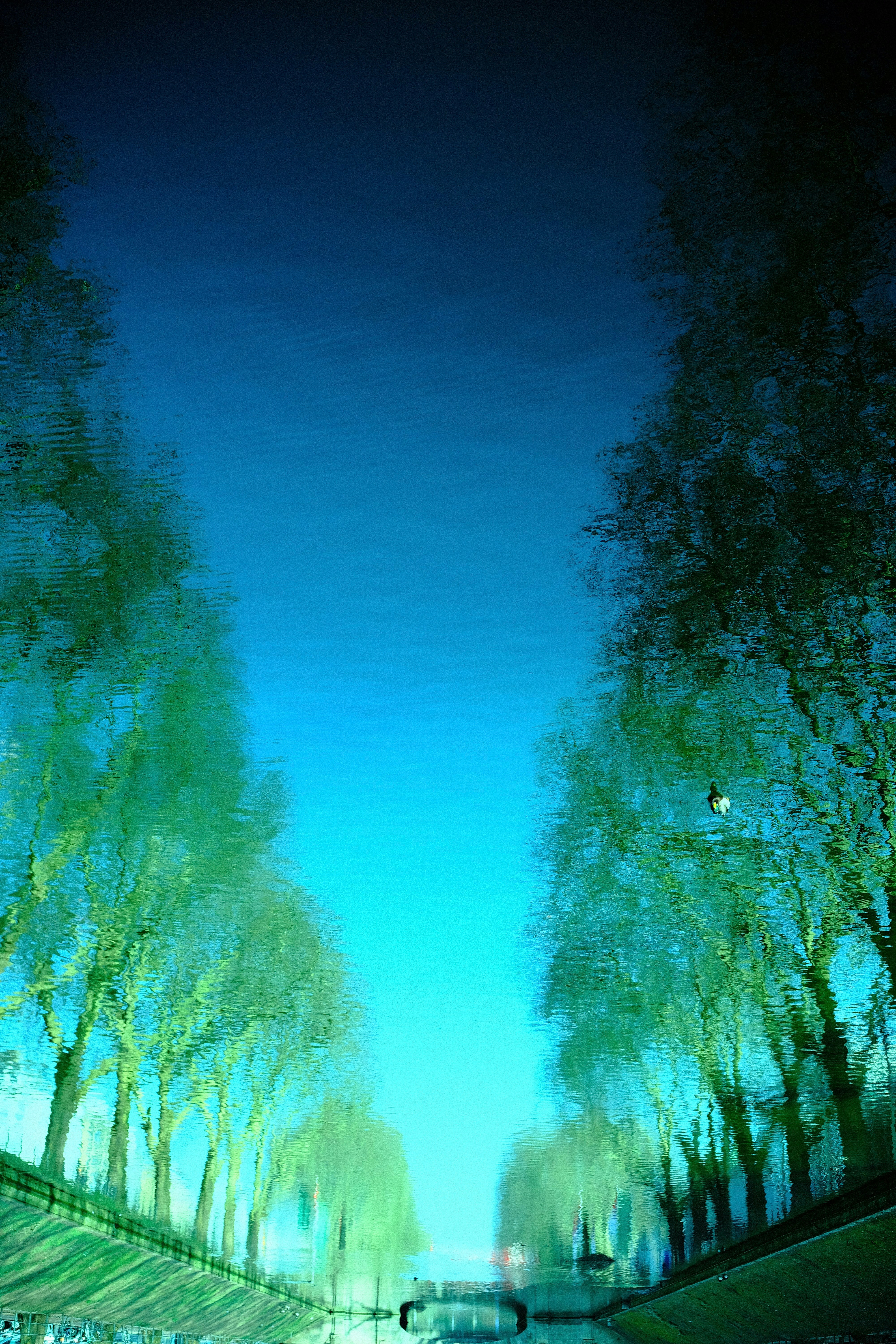 Skyward Corridor: Trees Reaching Toward a Cyan Cathedral