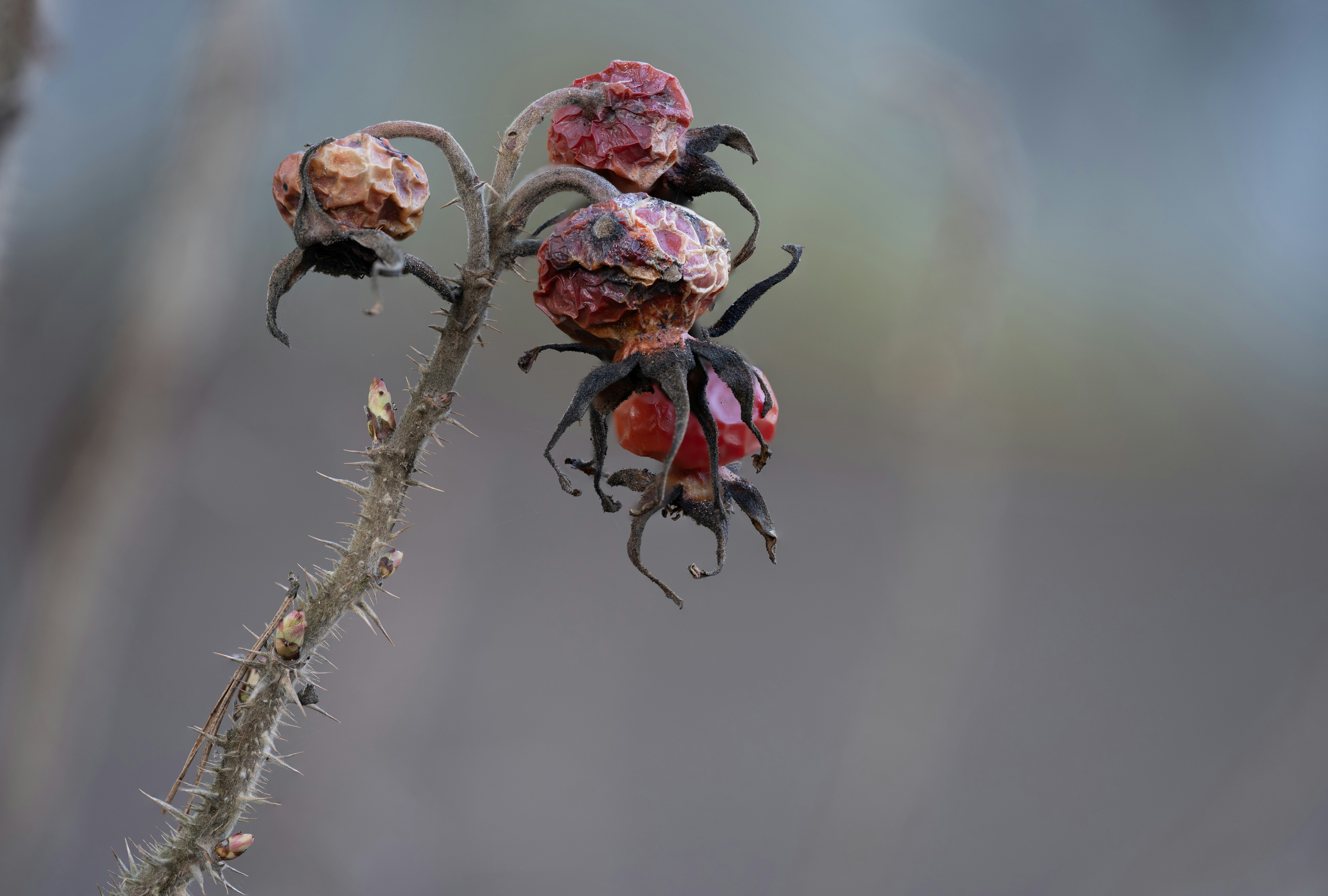 Withered Rosehips on a Thorny Branch Against a Soft Backdrop