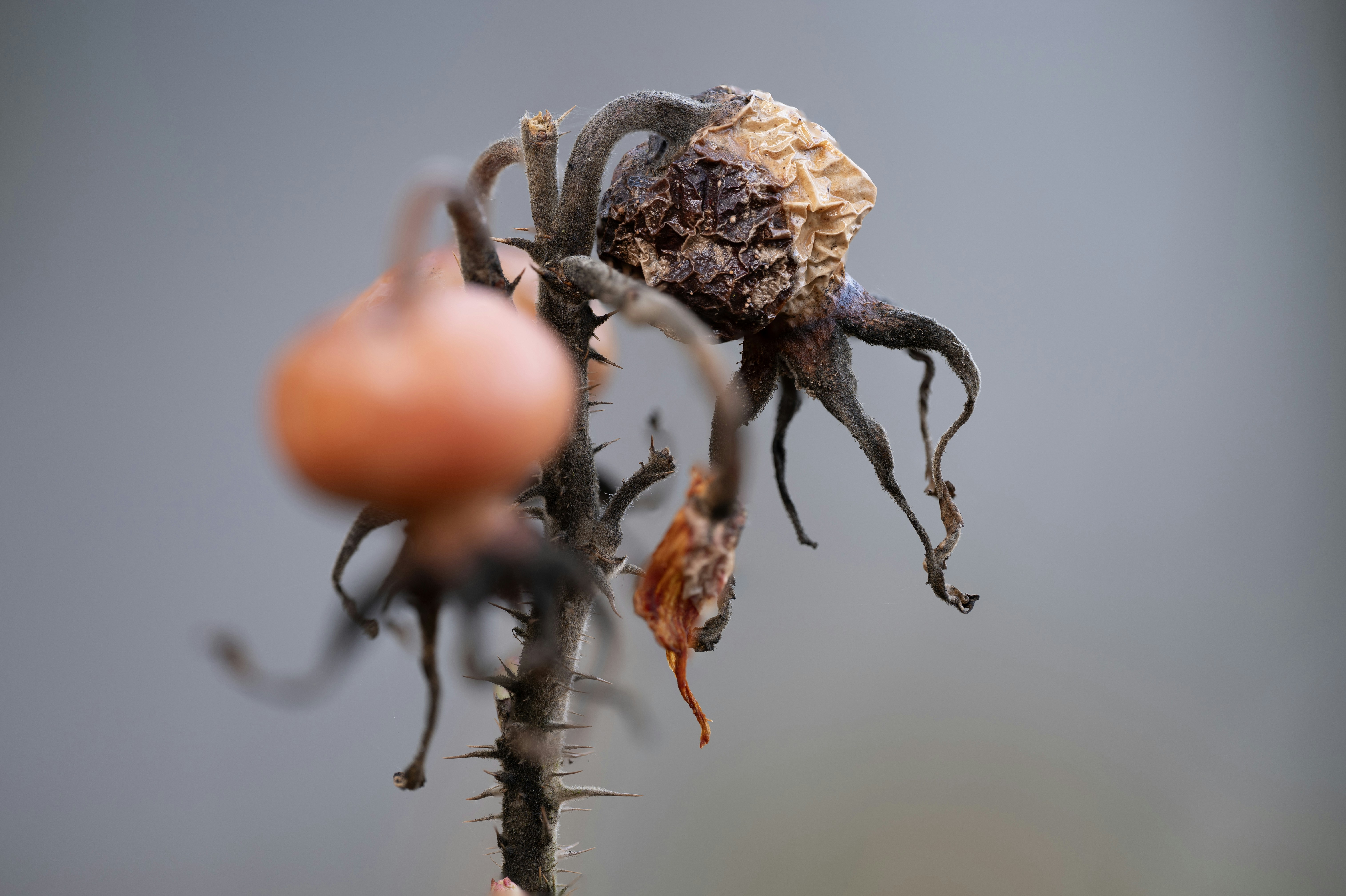 Withered Bloom Against a Soft Gray Canvas