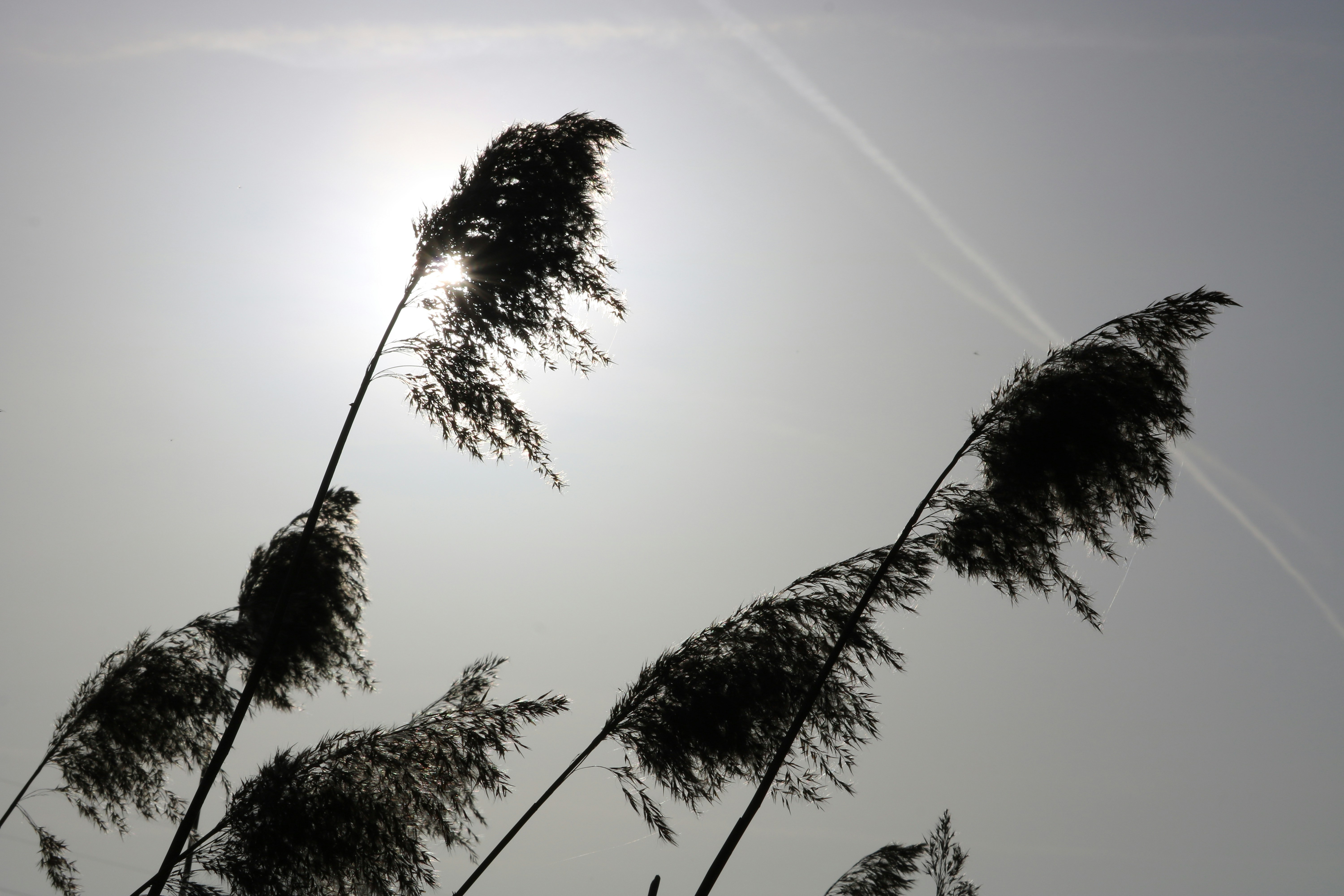 Silhouetted Reeds Leaning into the Sunlit Sky