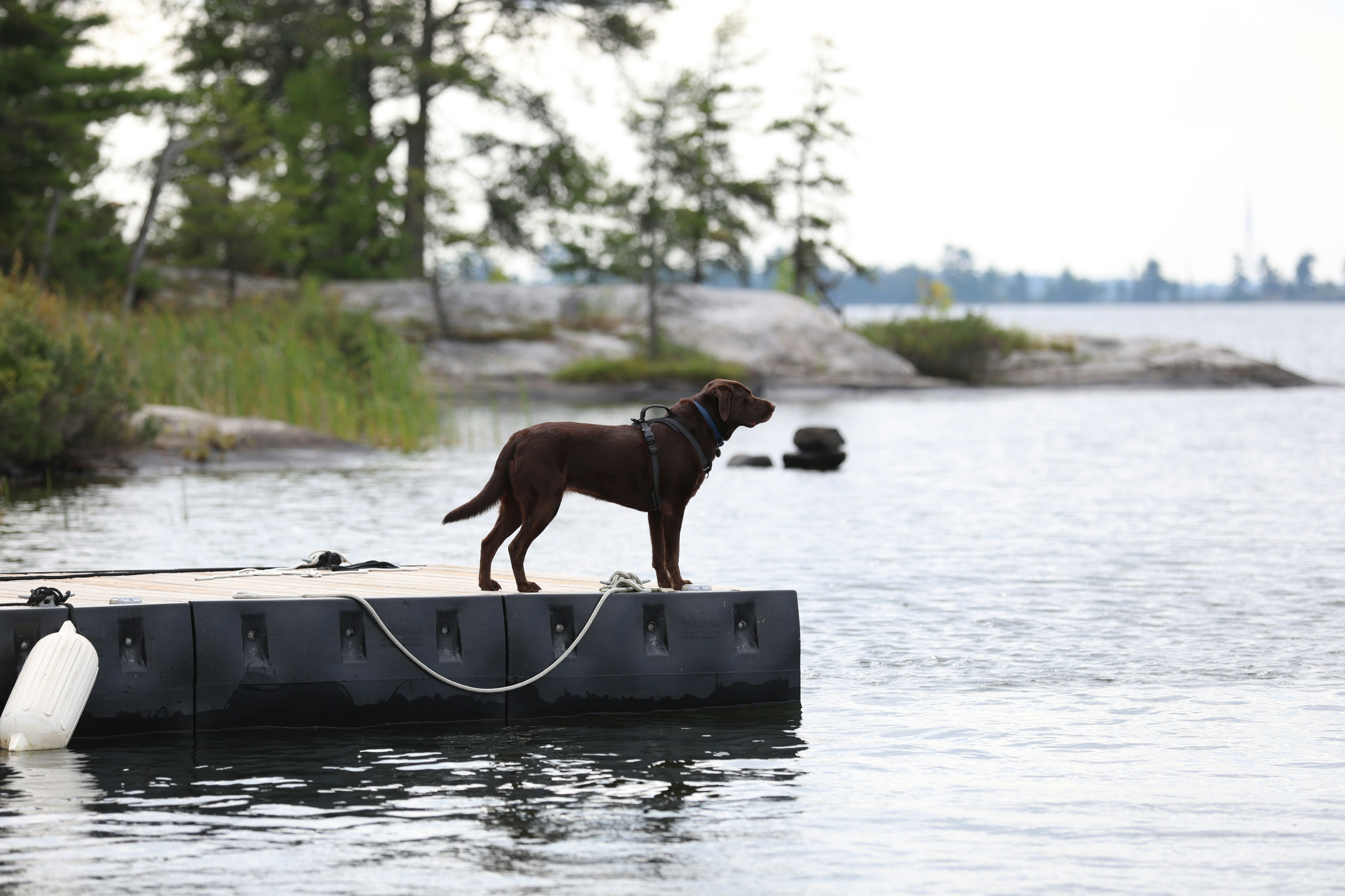 Dog on a Dock: Alert Stance Over Murky Blue Harbor