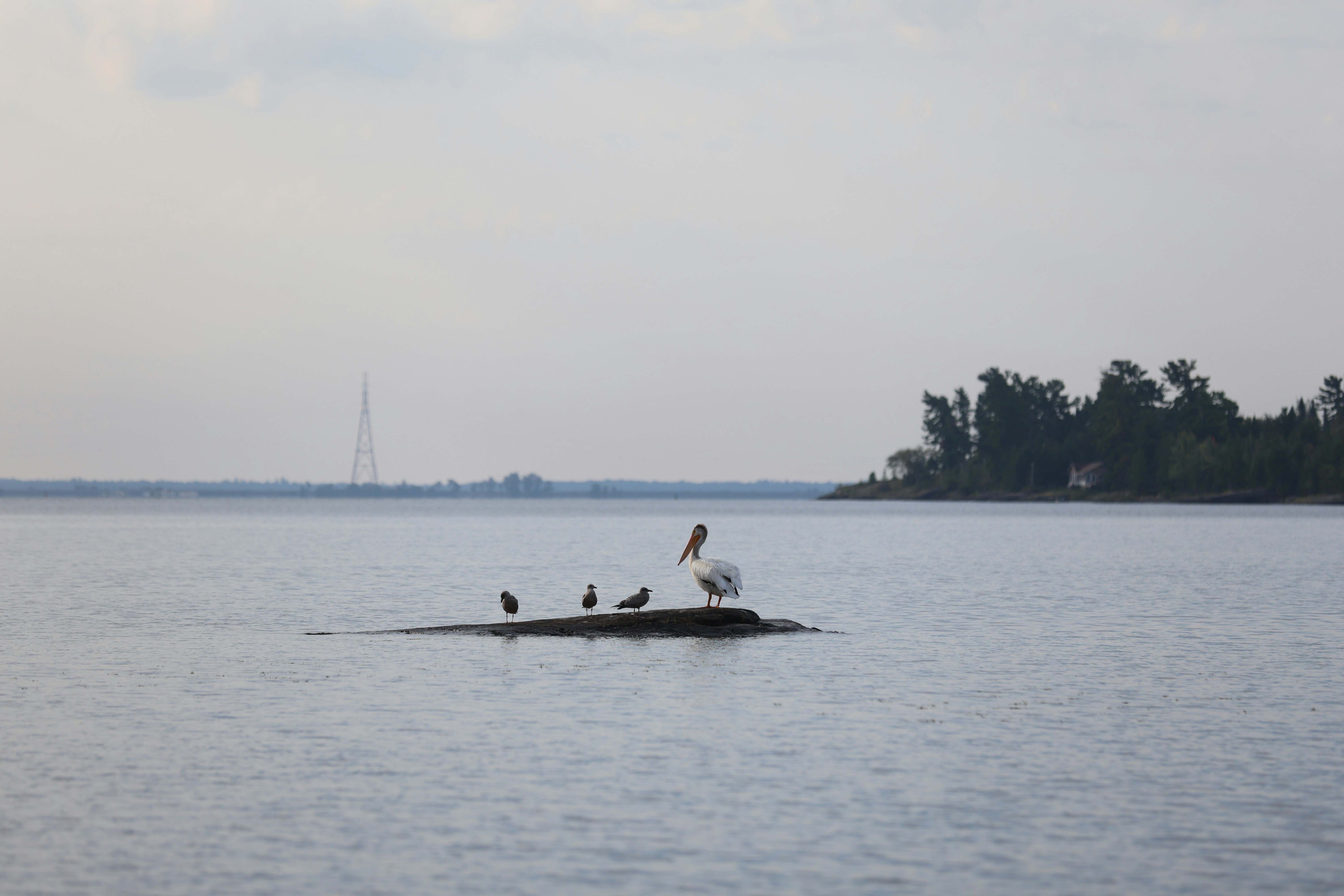 Majestic seabird trio on a drifting log under a quiet sky
