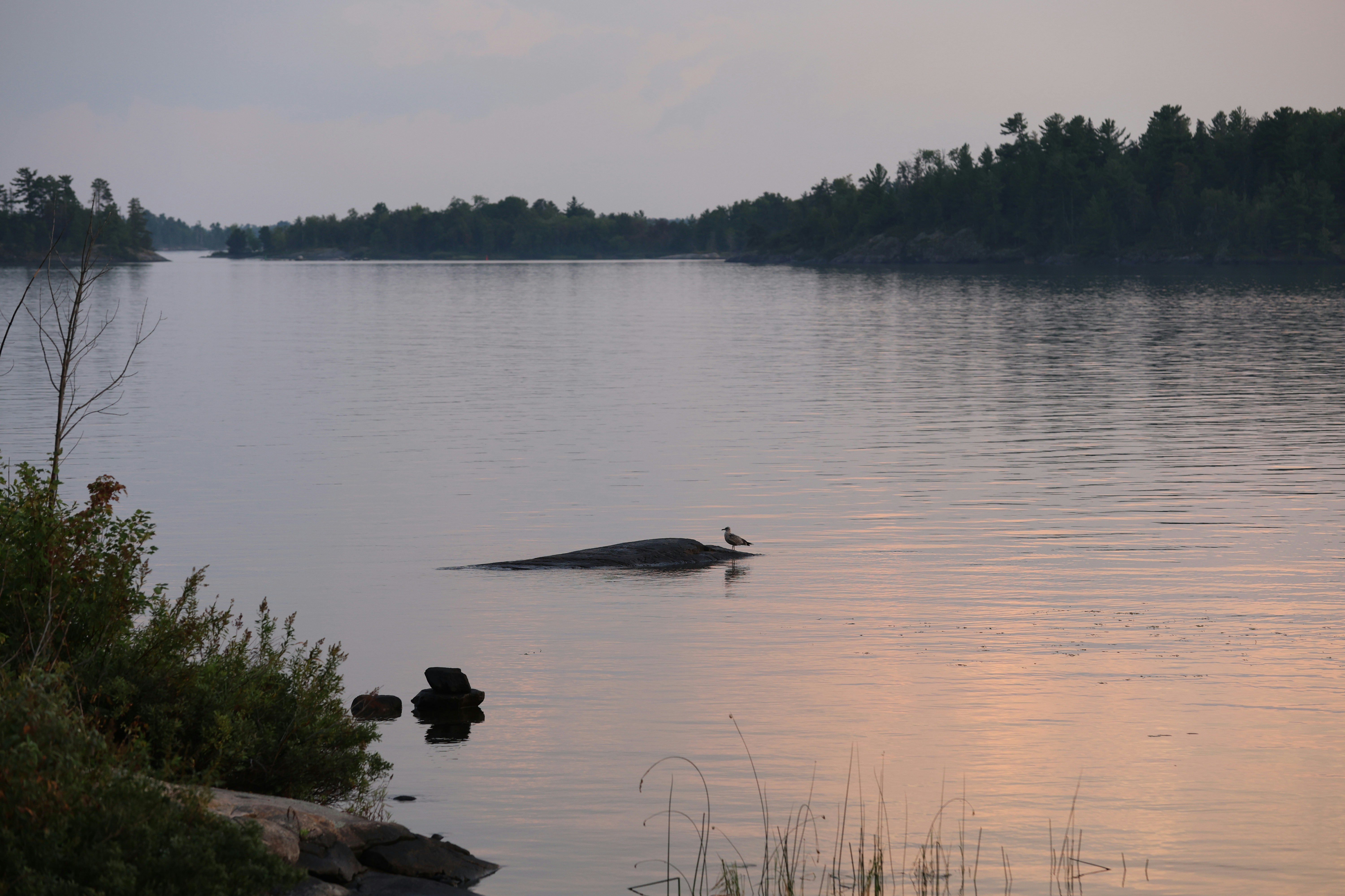 Silhouette of a Harbor Seal at Dusk