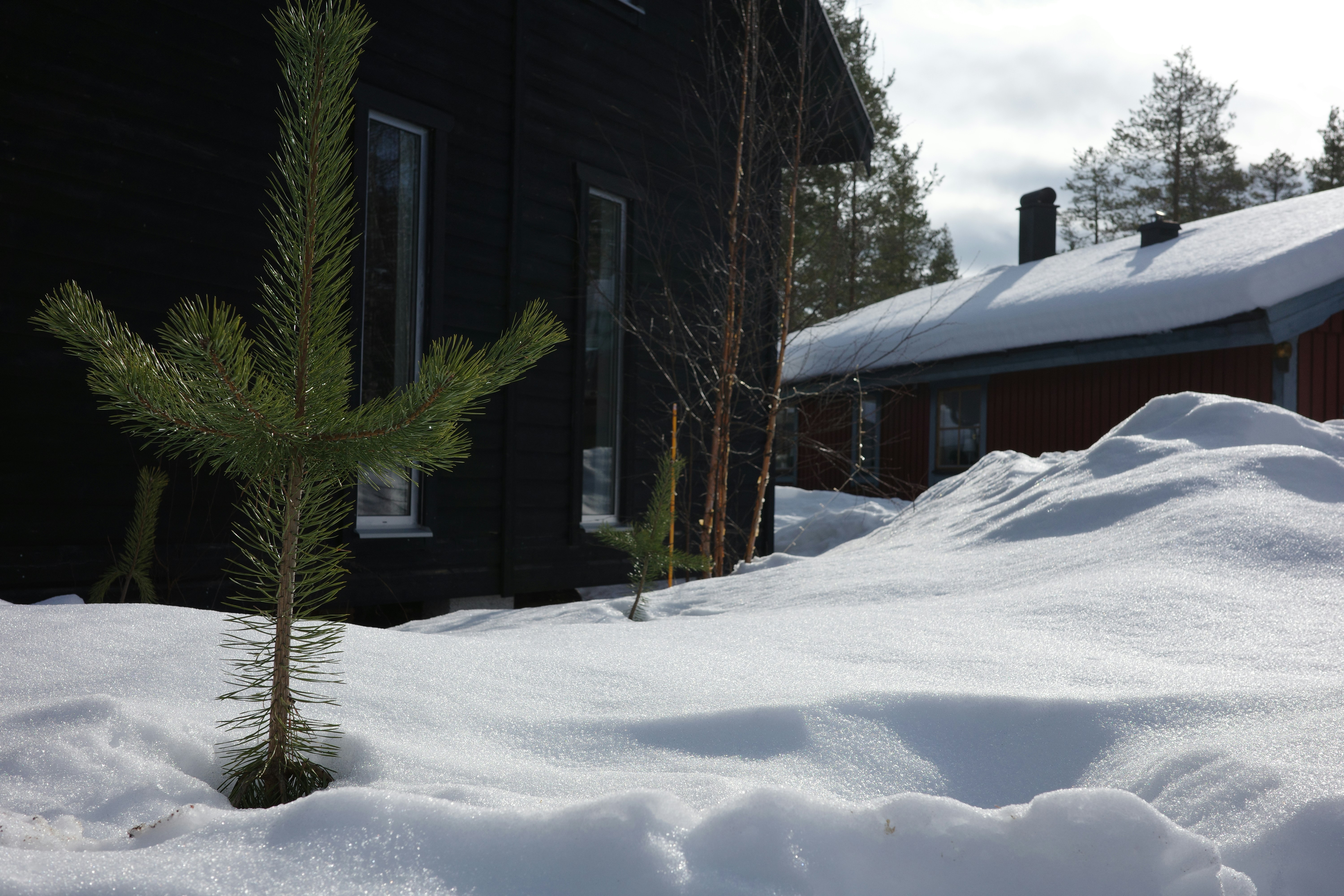 Snow-Crowned Pines by a Dark Cabin