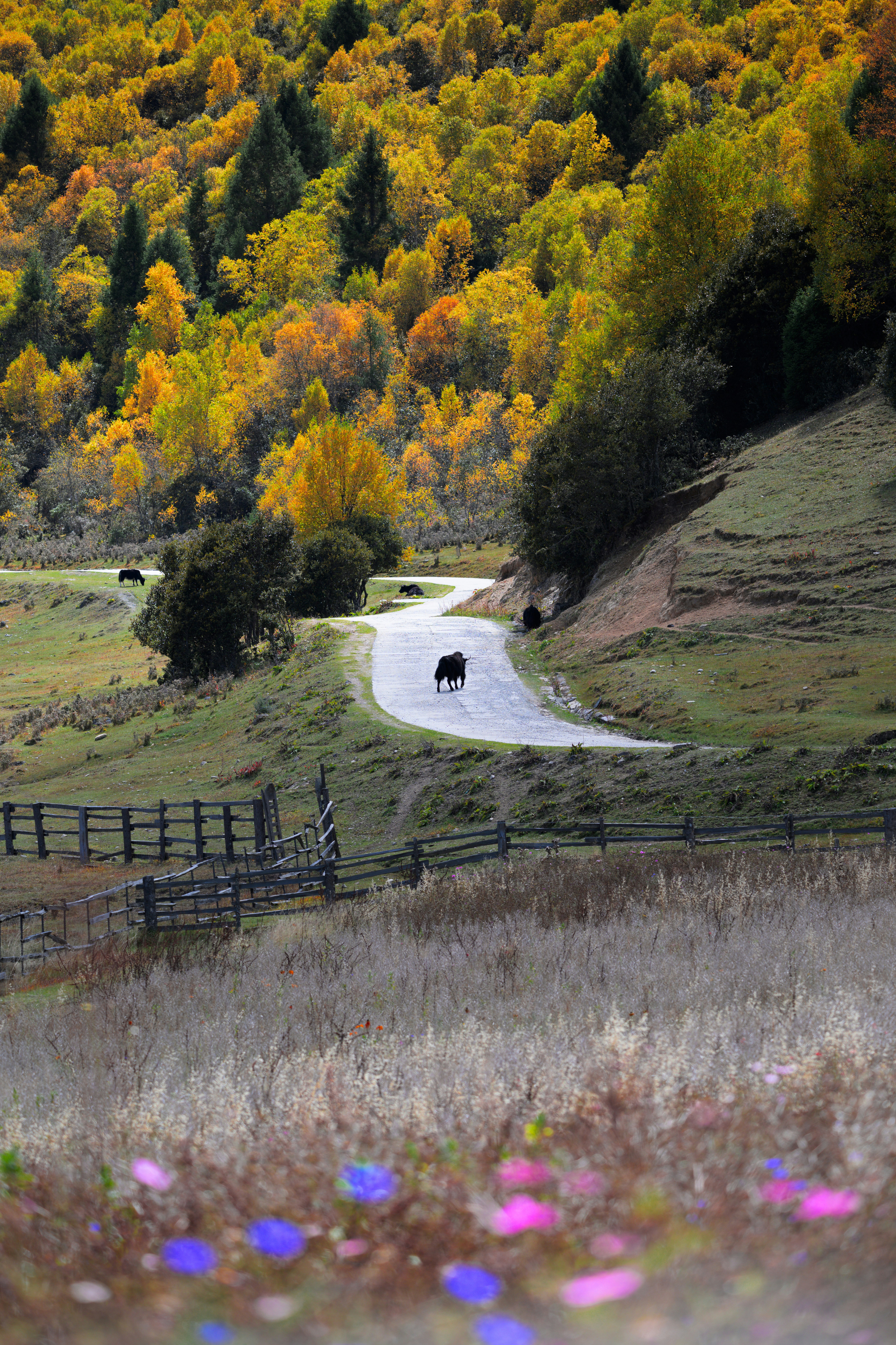 Mellow River Path: Cows on a Winding Trail Through Fall Pines