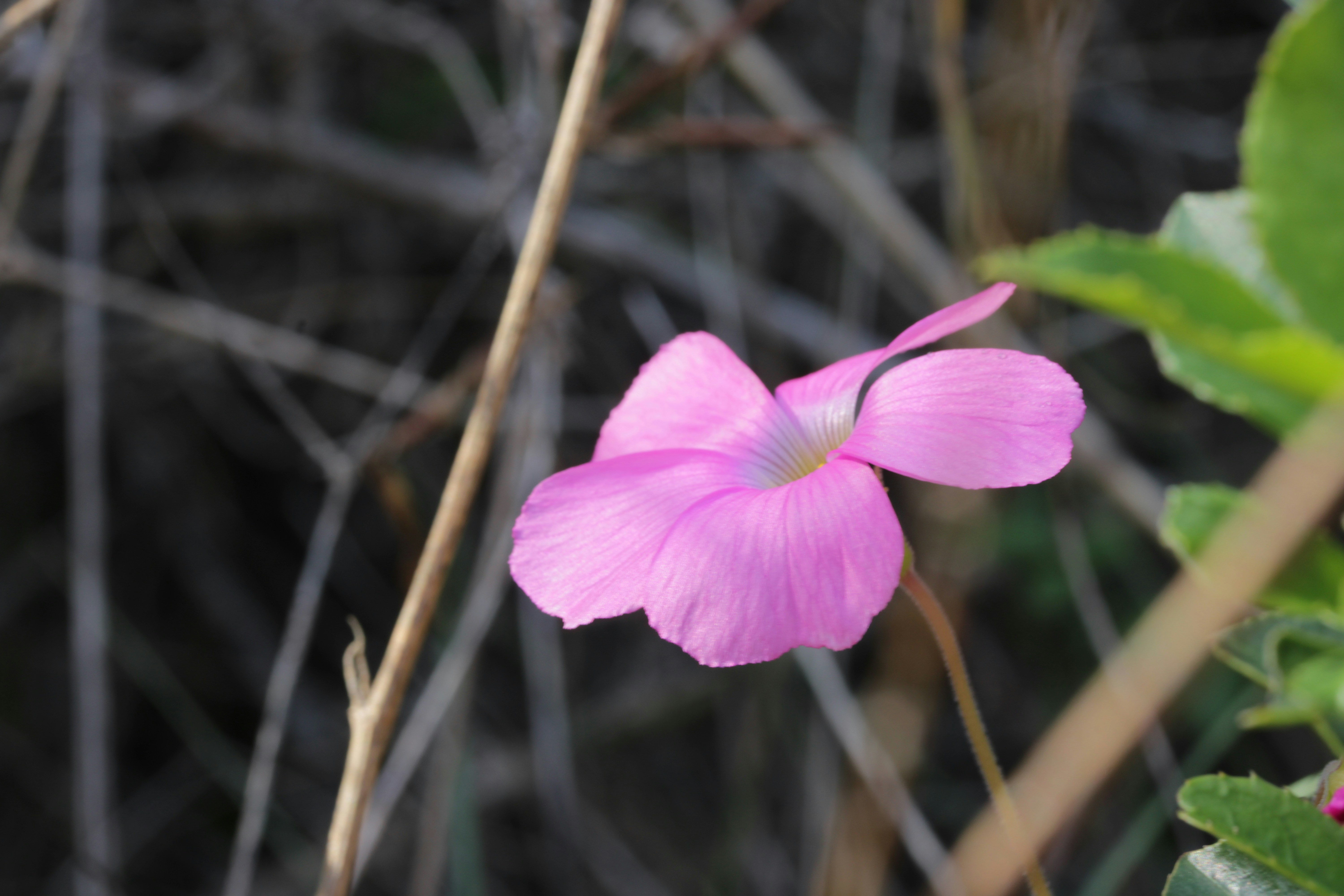 Pink Bellflower in a Tangled Underbrush